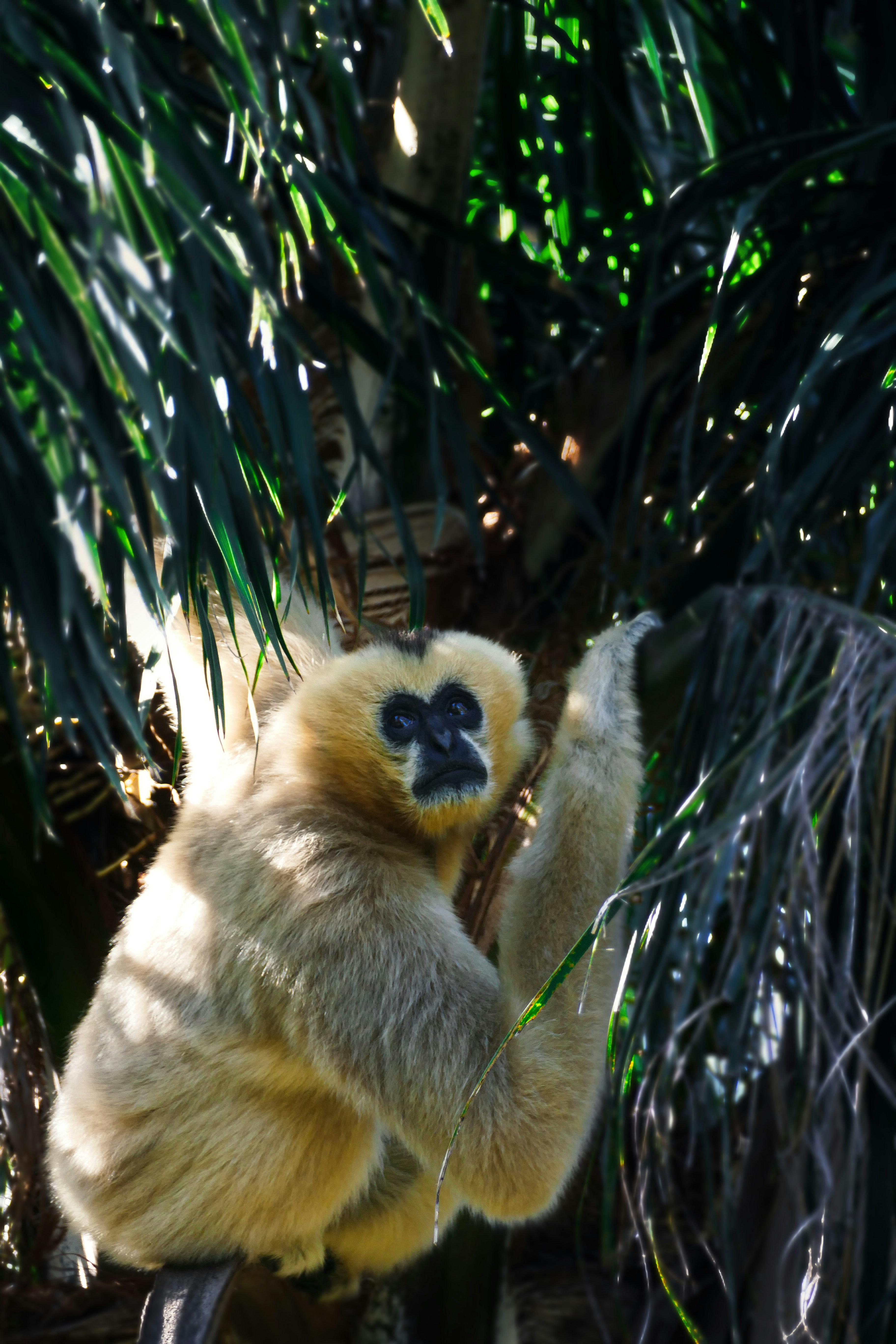 Gibbon in the Jungle
