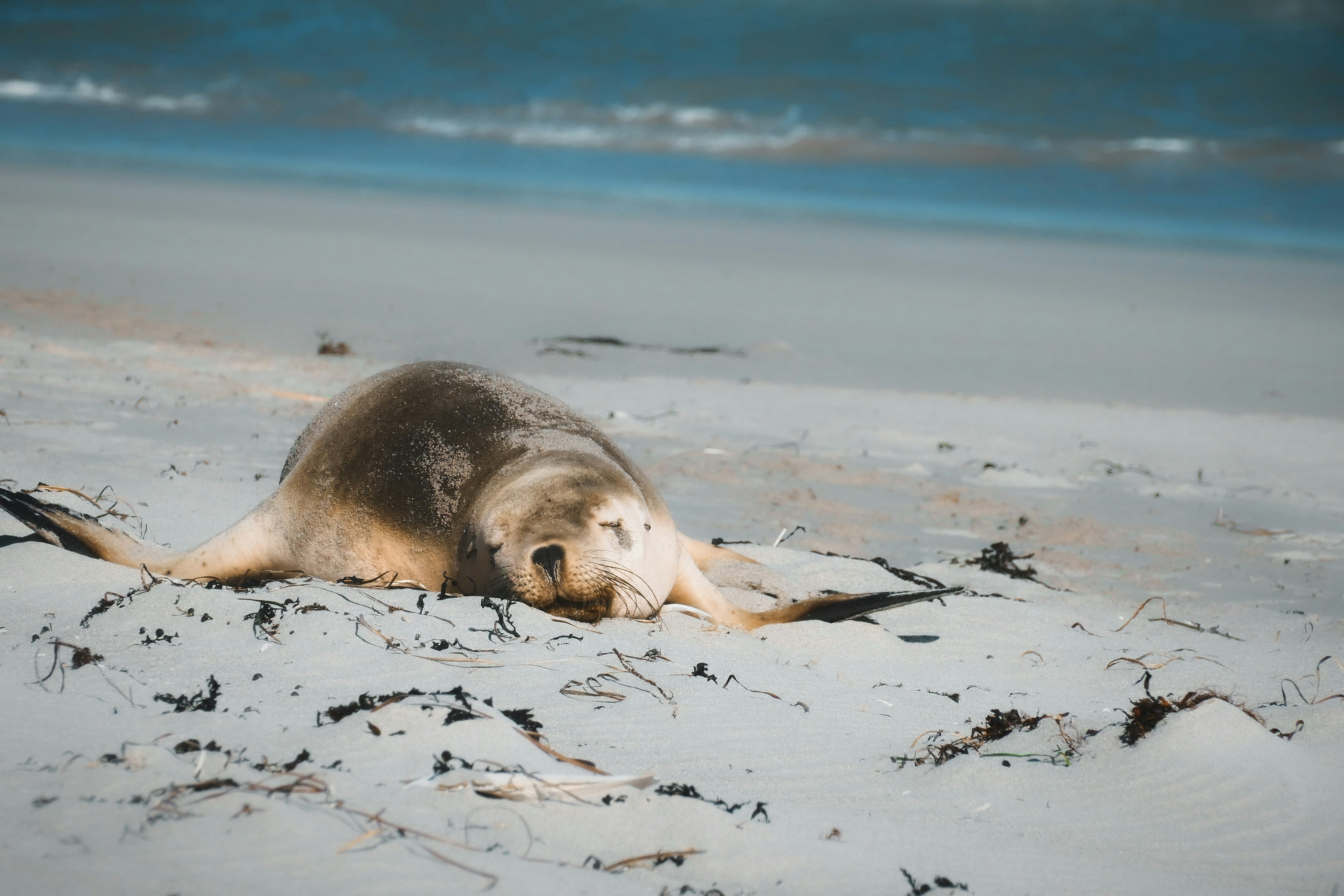 Sea Lion Sleeping on the Beach