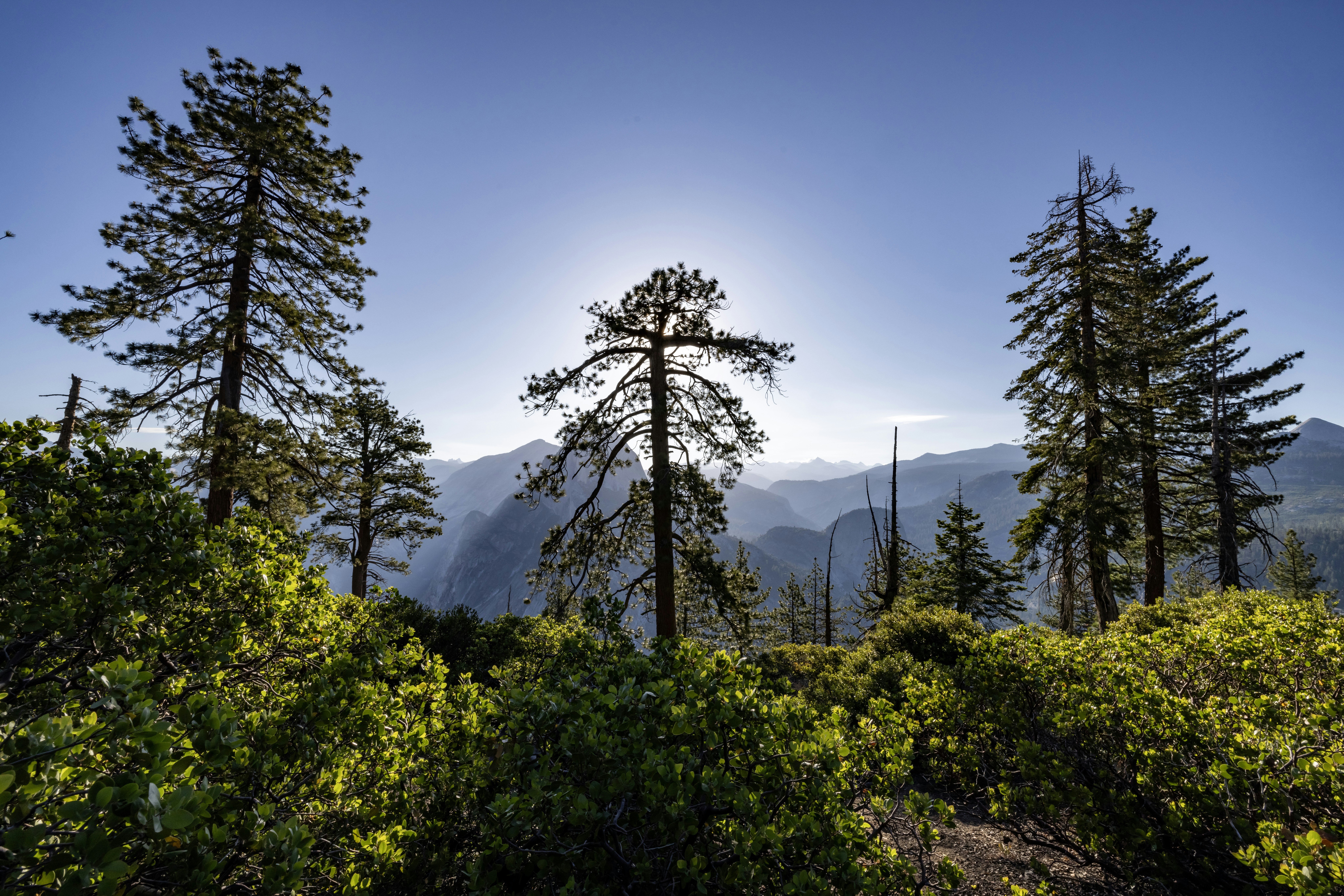 Tall pine trees silhouetted against a clear blue sky with sunlight peeking through, highlighting vibrant green foliage.