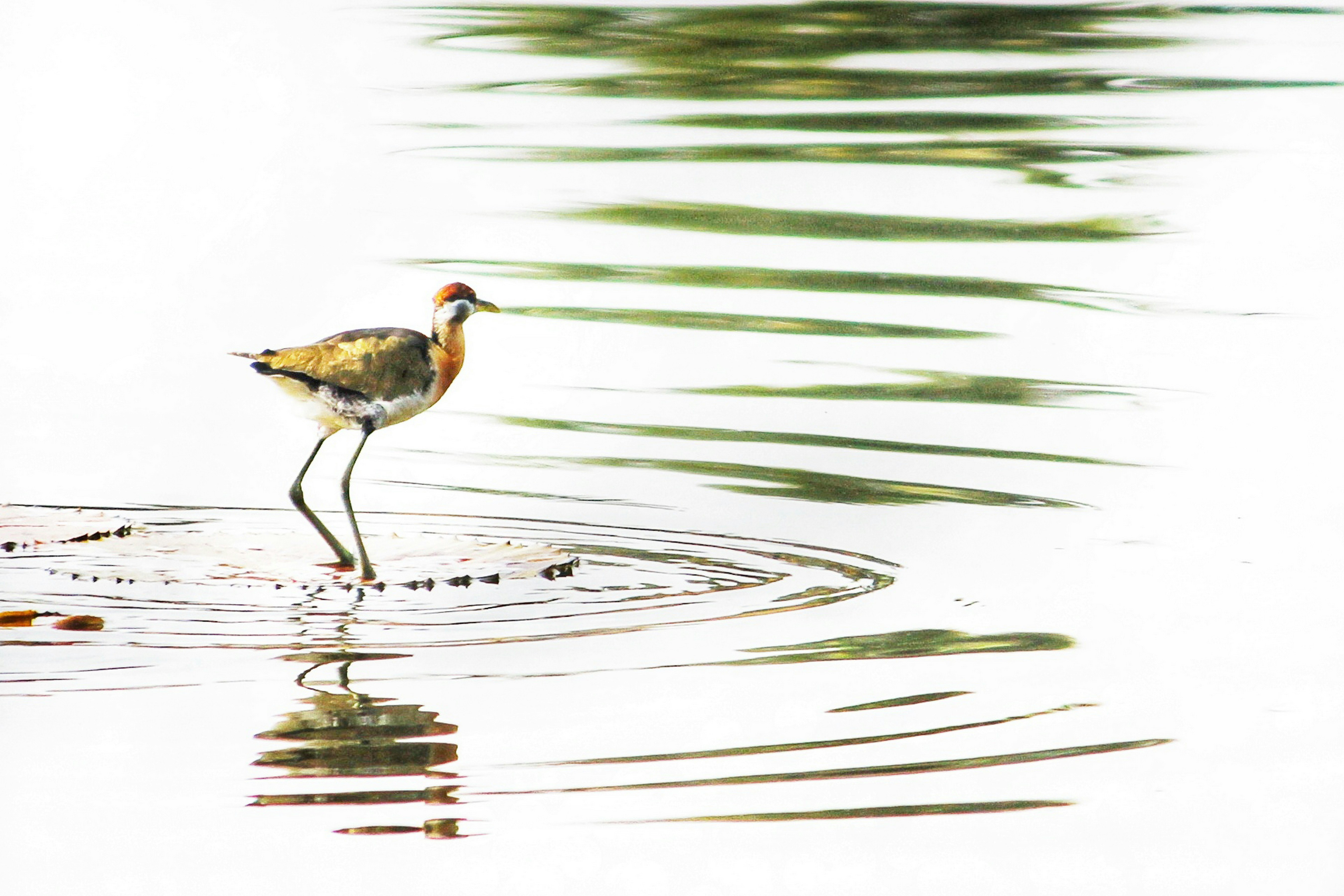 Lone Wader on Quiet Ripples: A Shoreline Study