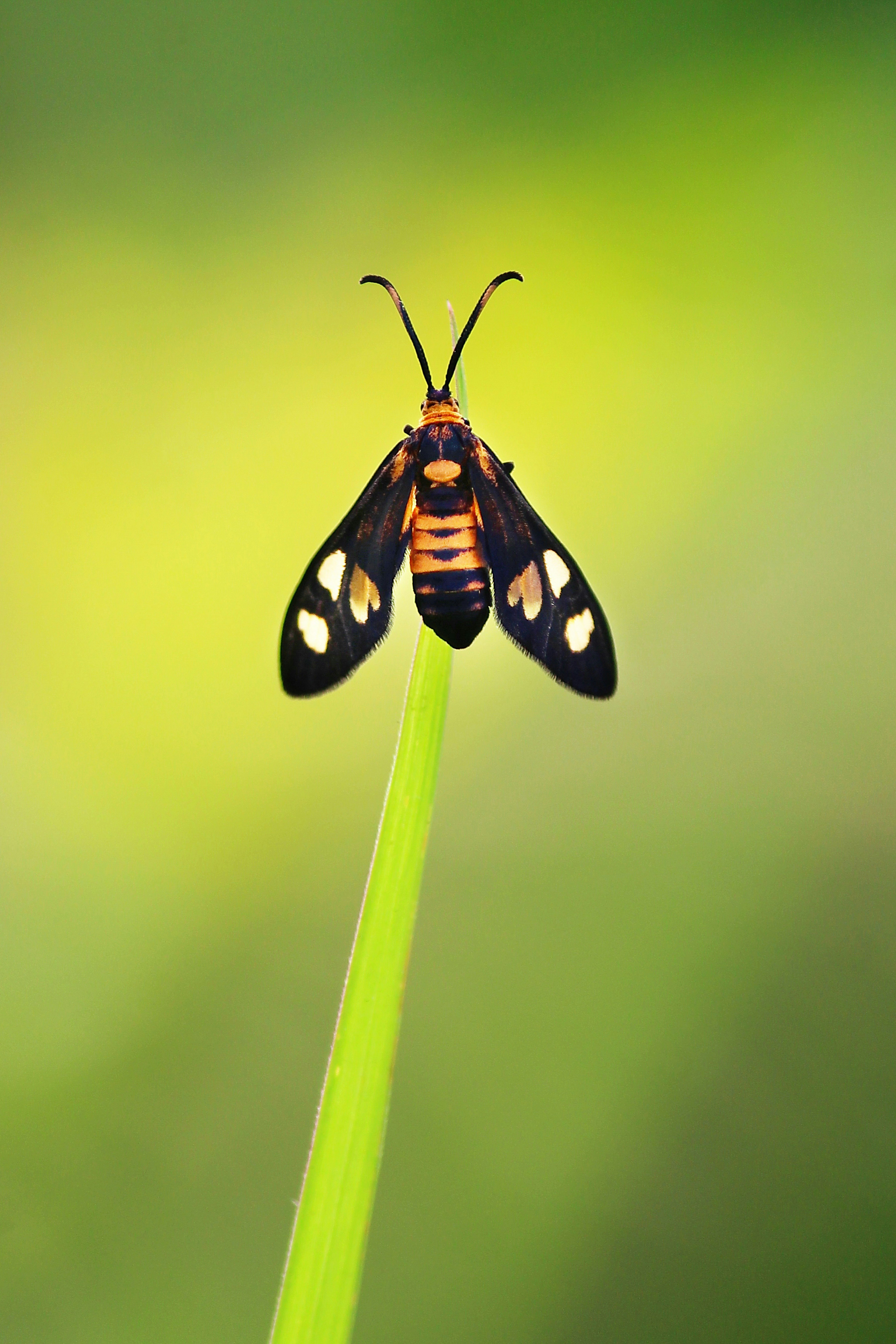 A close up of a bug on a plant photo – Free Wildlife Image on Unsplash