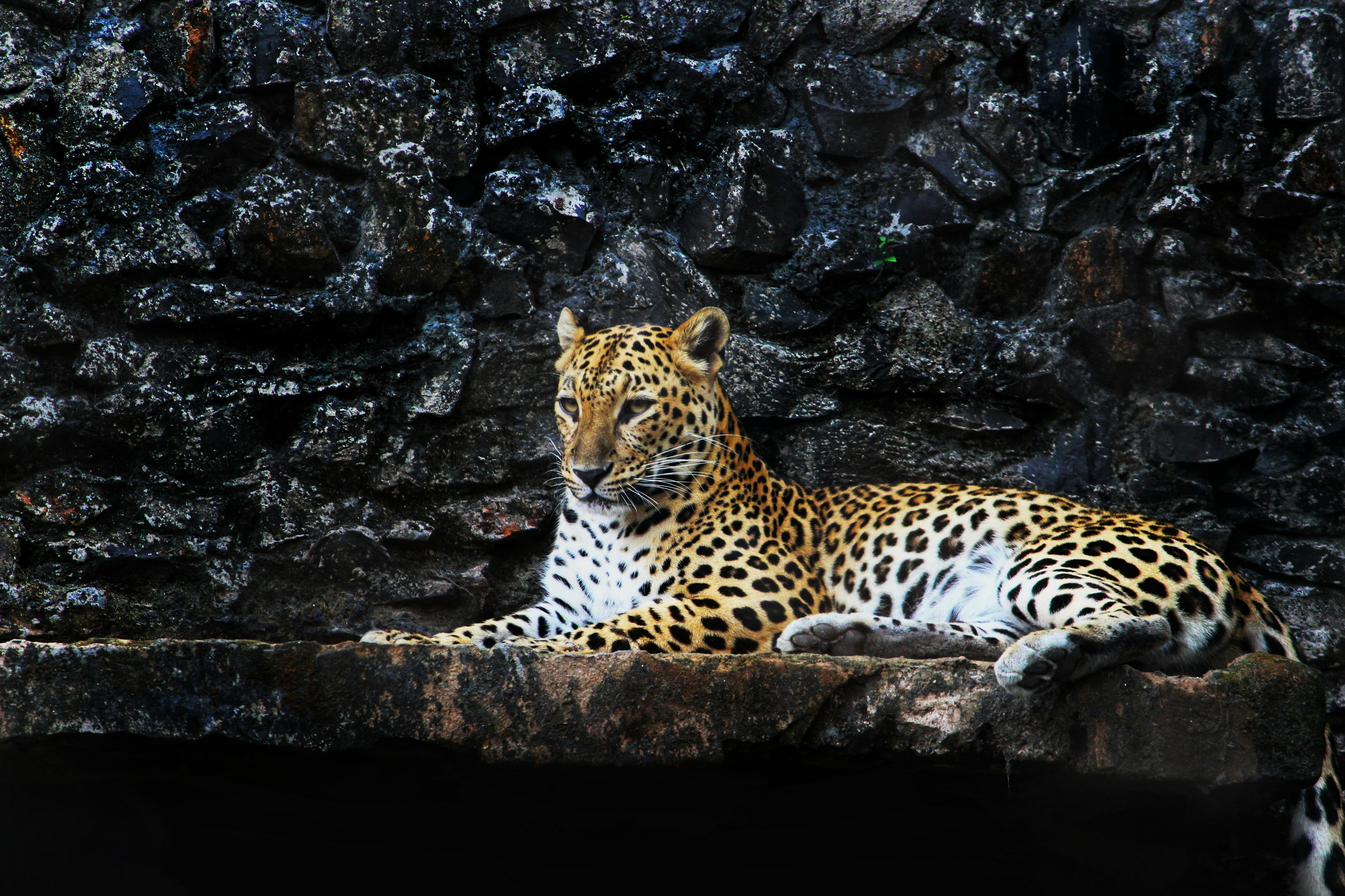 A large leopard laying on top of a rock wall photo – Free Wildlife ...