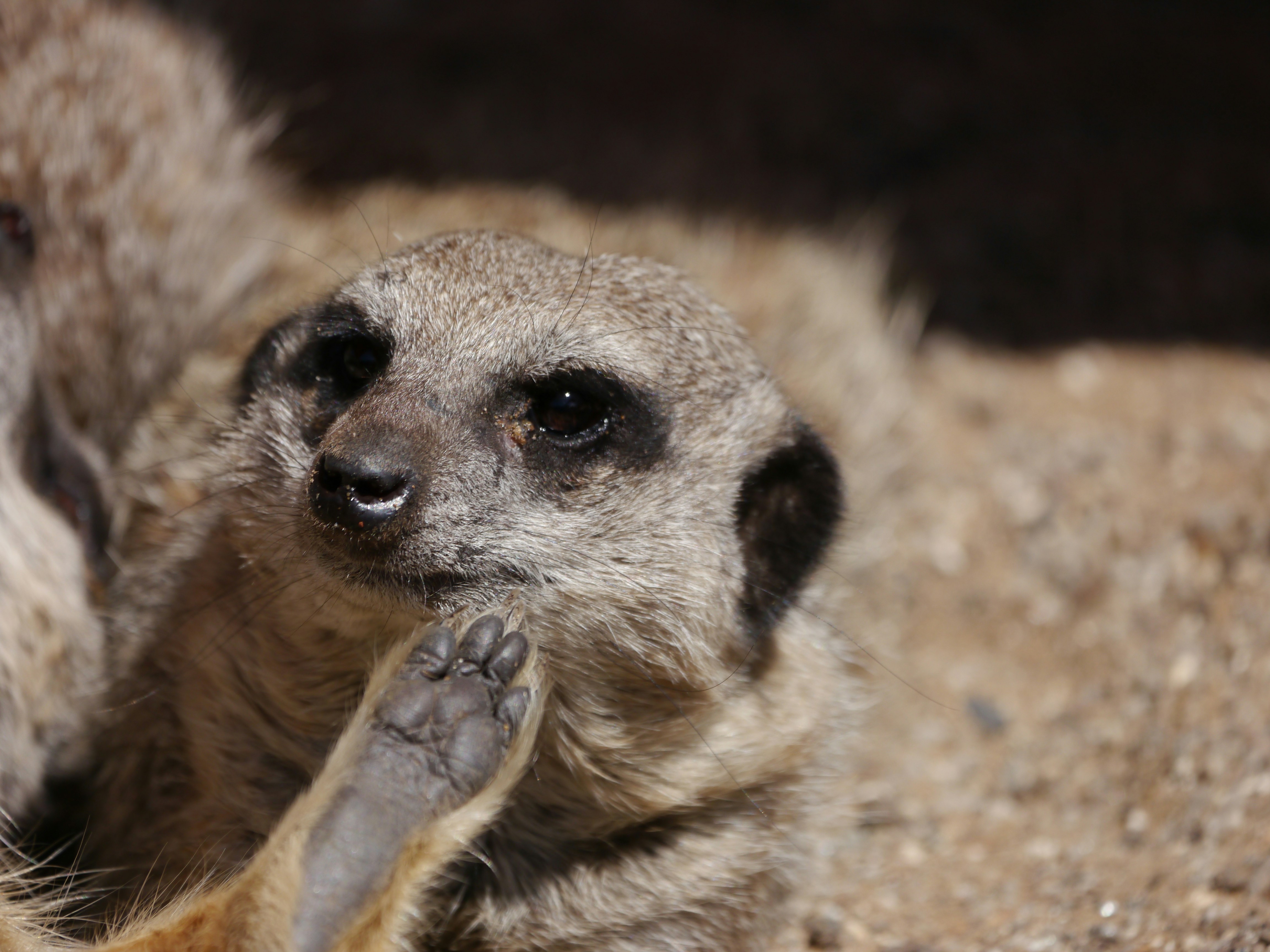 A meerkat gazes intently, its paw raised as if in thought, surrounded by a sandy environment. The animal's expressive features are highlighted by soft sunlight.