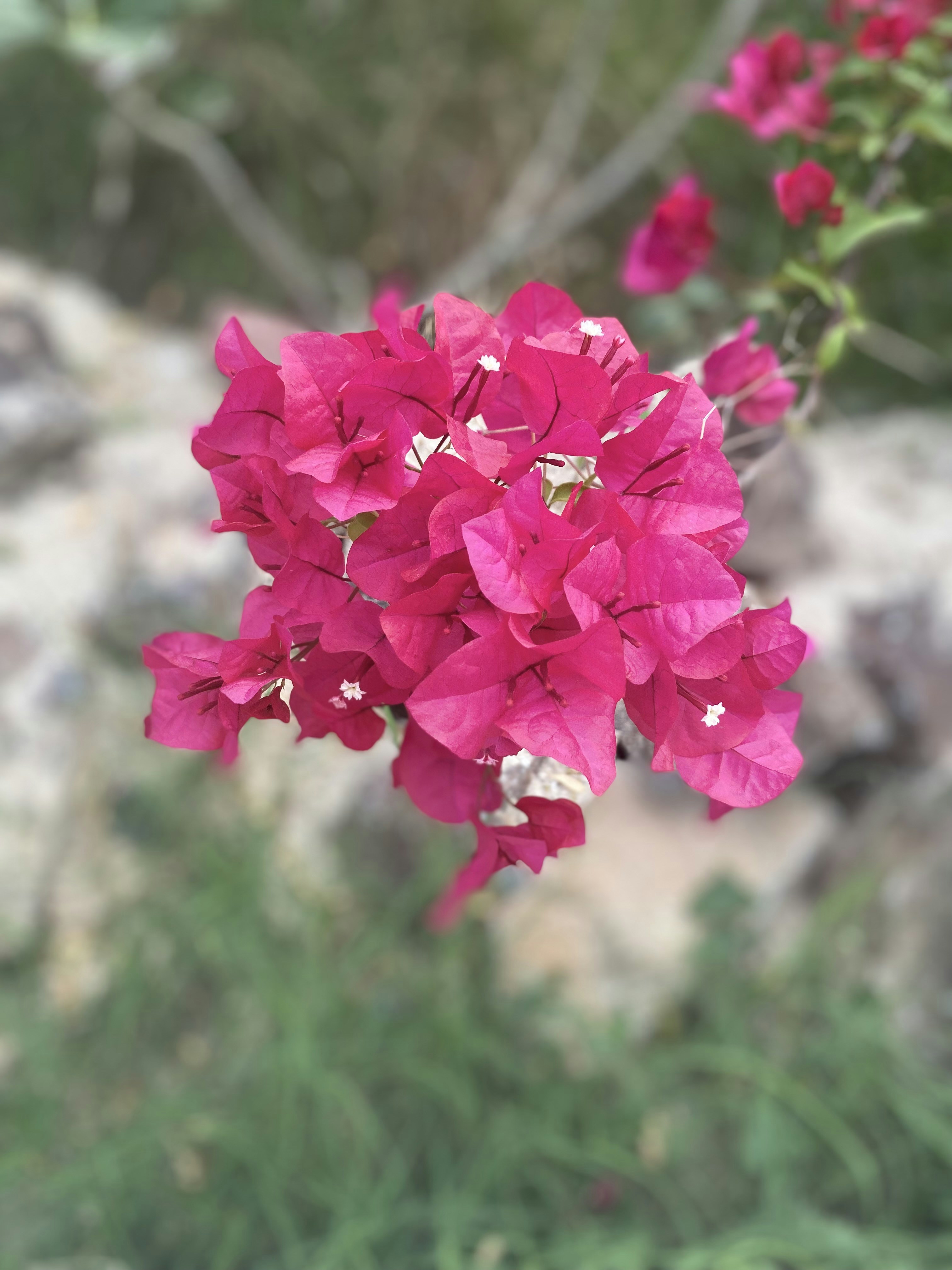 Magenta Bougainvillea Burst Against a Soft-Focus Garden Backdrop