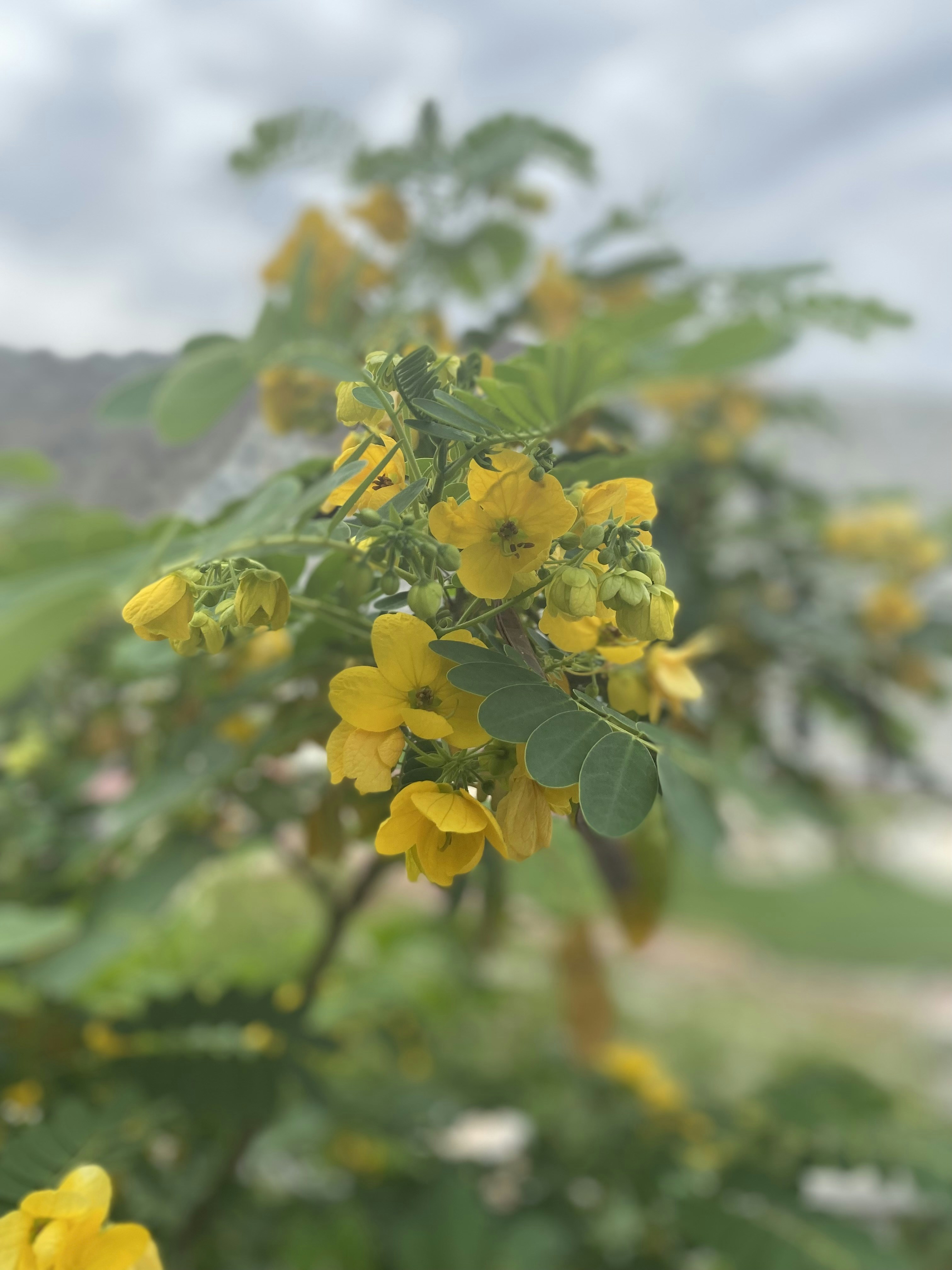 Sunlit Yellow Trumpets in Gentle Focus