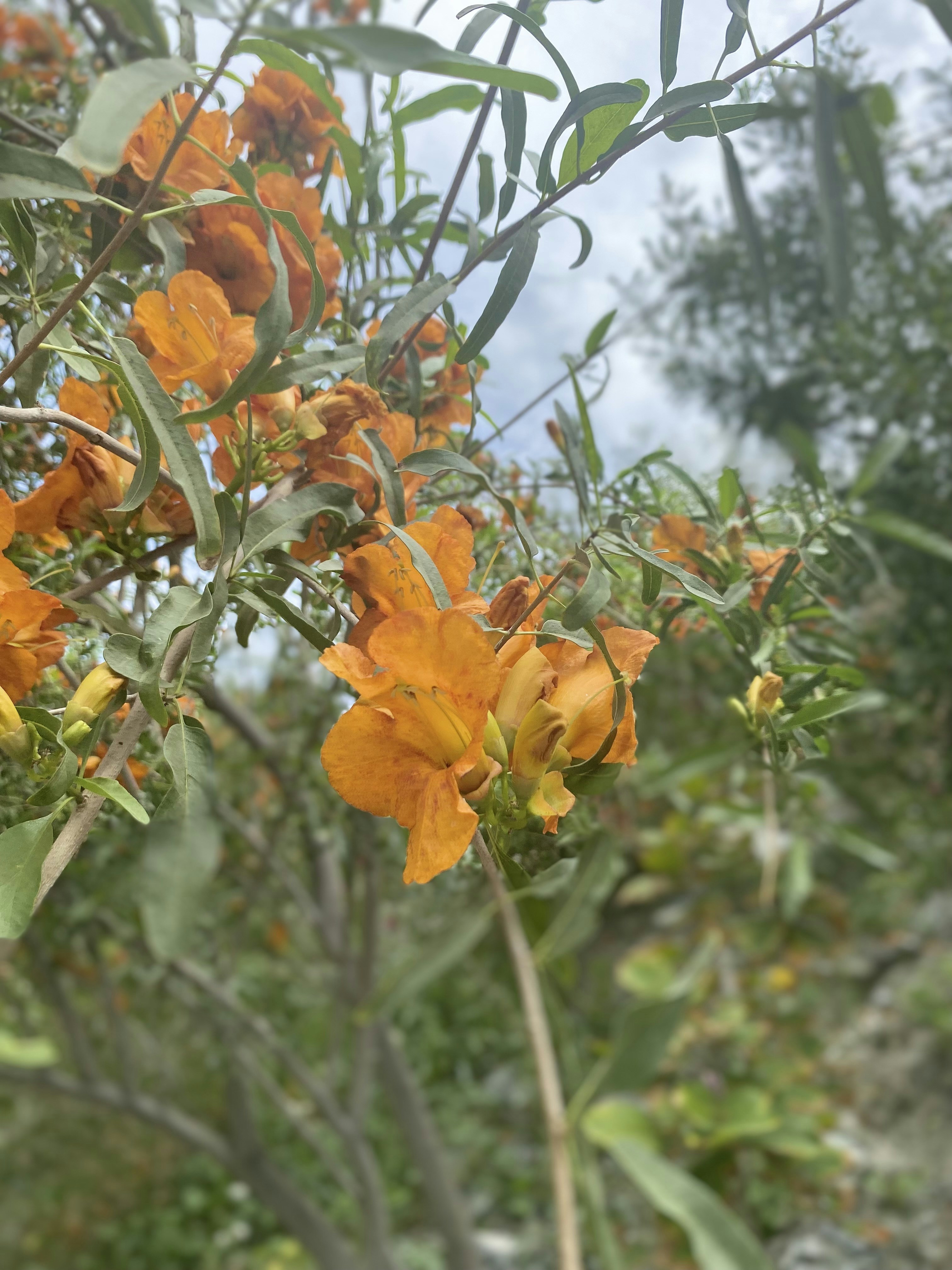 Photo by Jahnavi Baweja with Apple iPhone 11