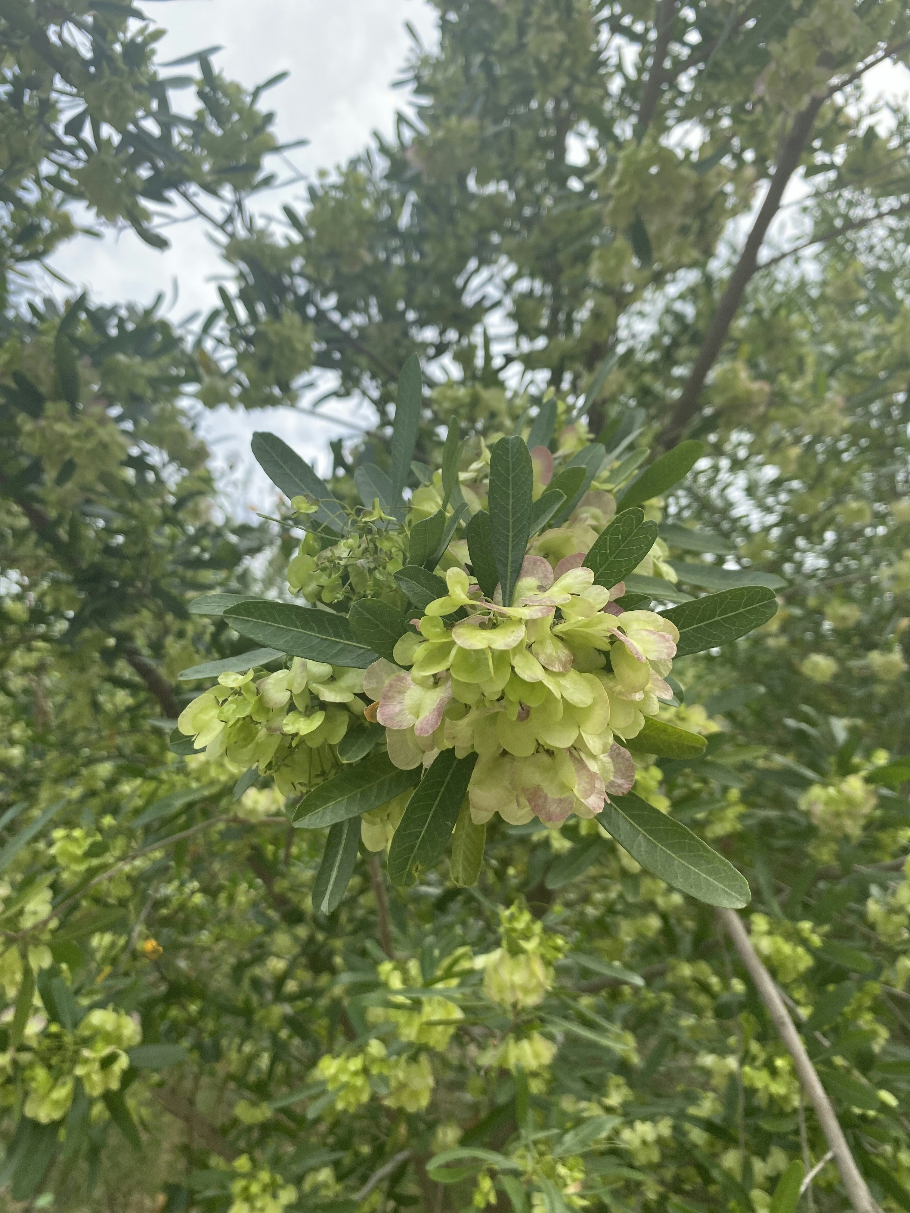 Emerald Cluster in Focus: close-up of pale-green blossoms amid slender leaves