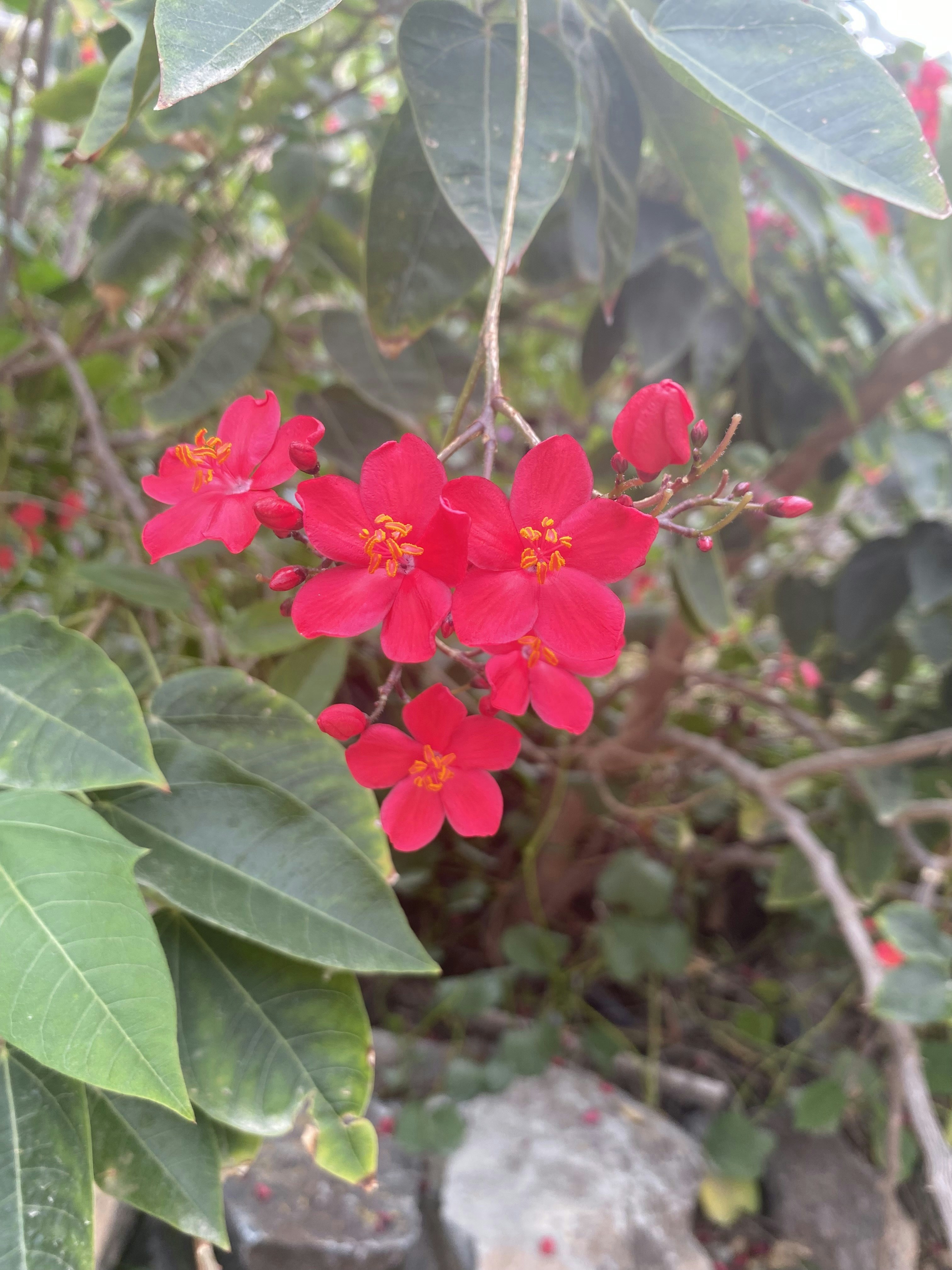 Photo by Jahnavi Baweja with Apple iPhone 11