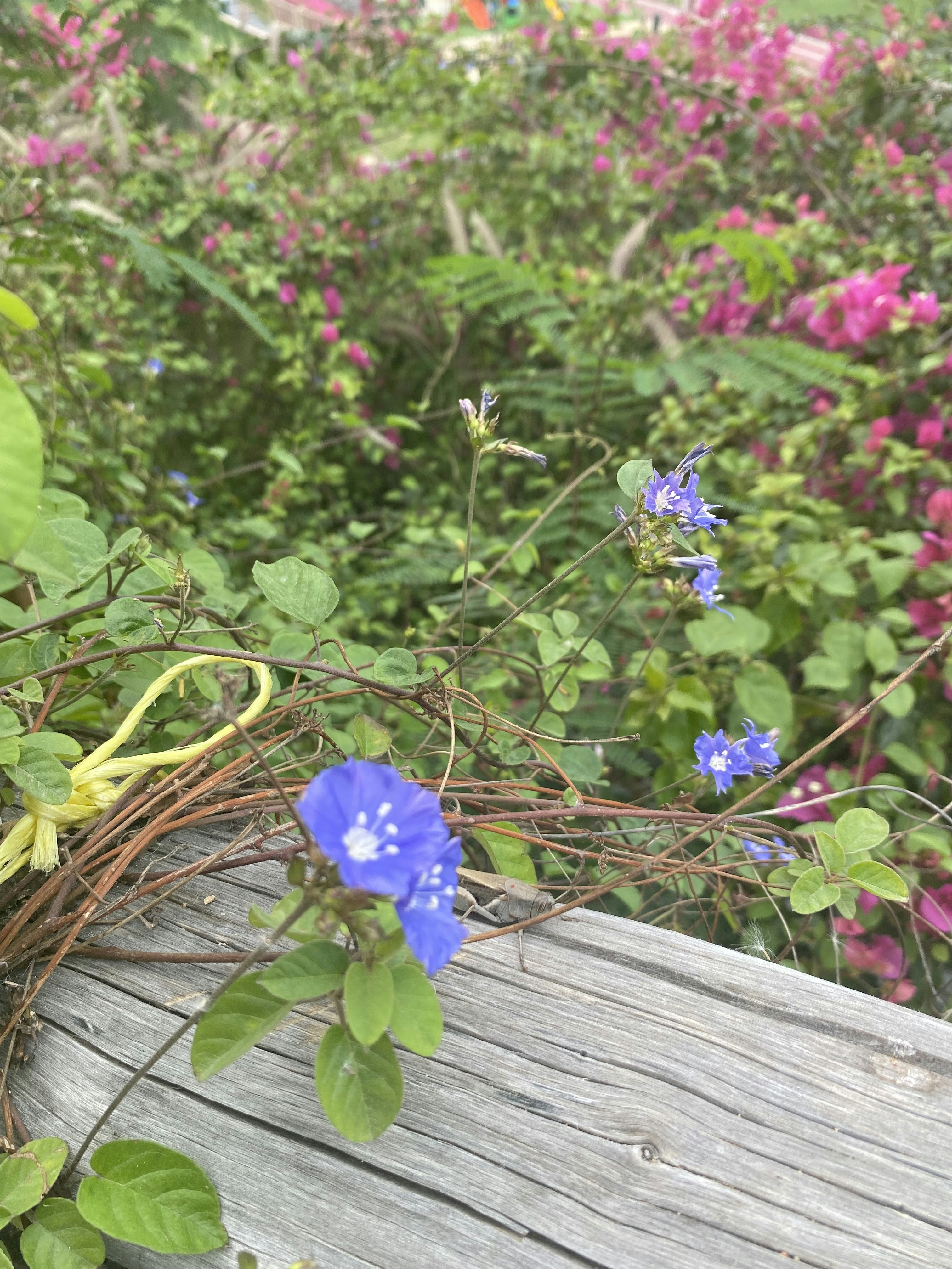 Photo by Jahnavi Baweja with Apple iPhone 11