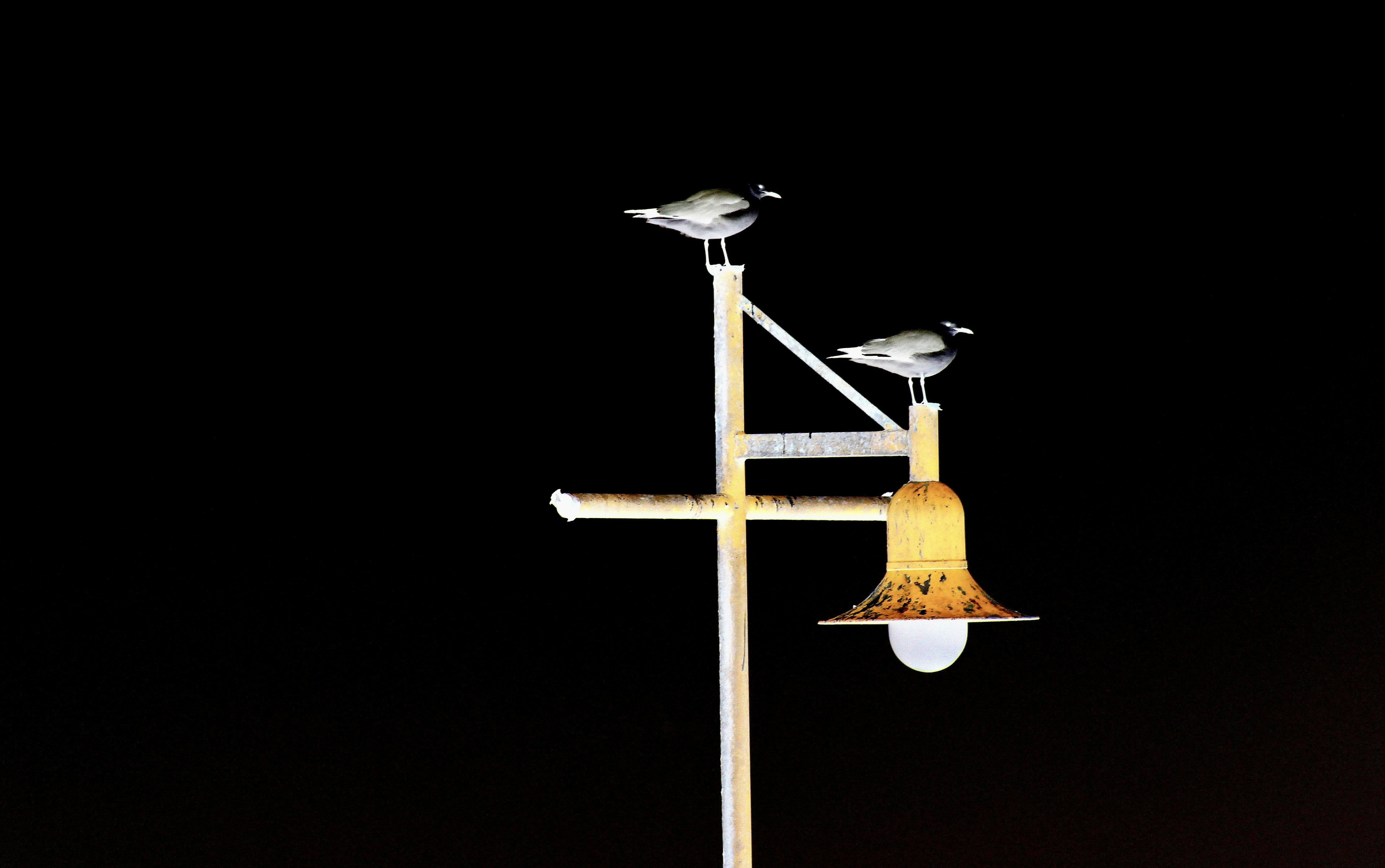 A street light with two birds sitting on top of it