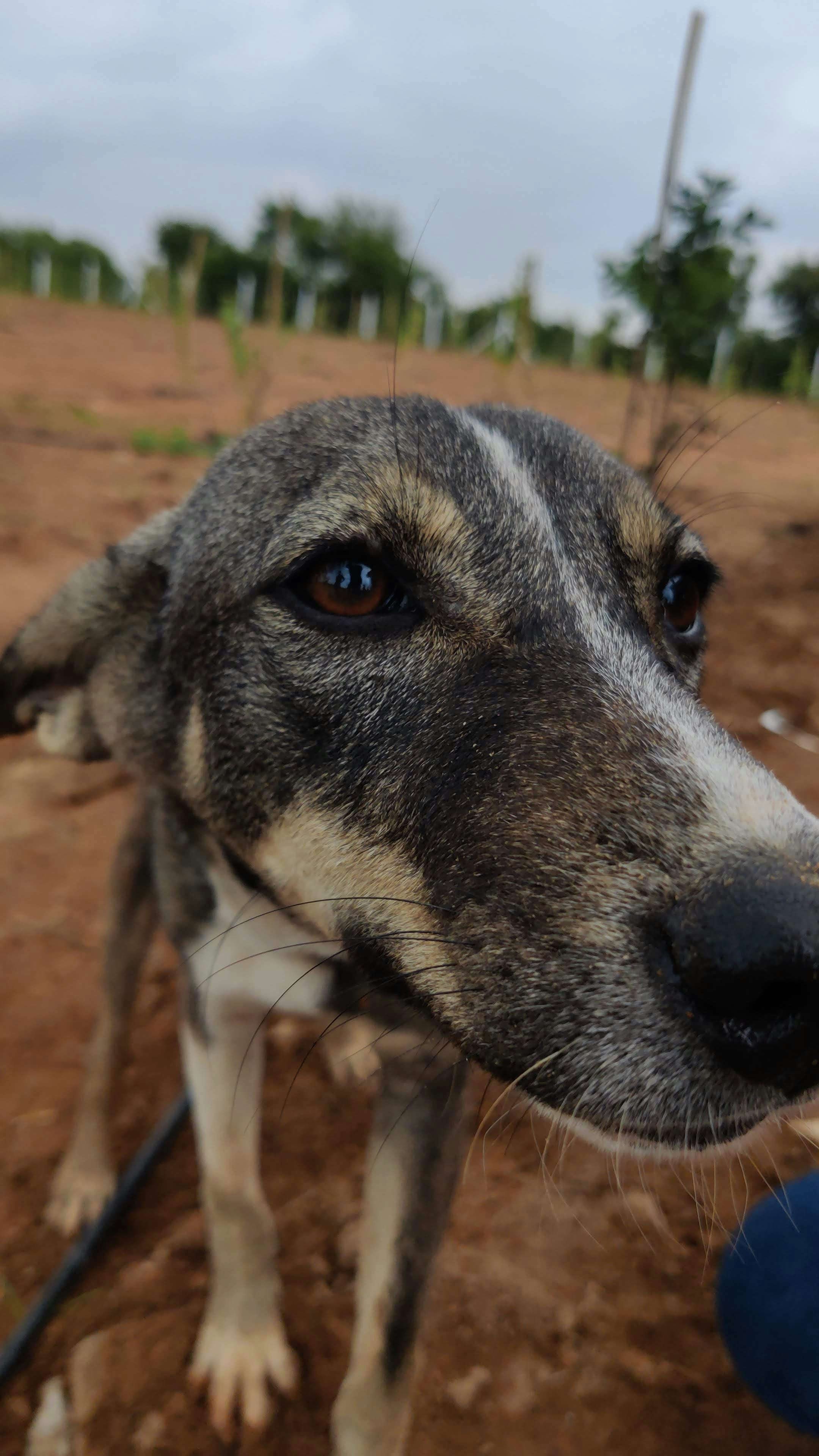 A curious dog close-up in a red-dirt field, with the focus on the eyes and snout; natural outdoor scene with overcast sky. Photograph is a real scene, not a drawing.