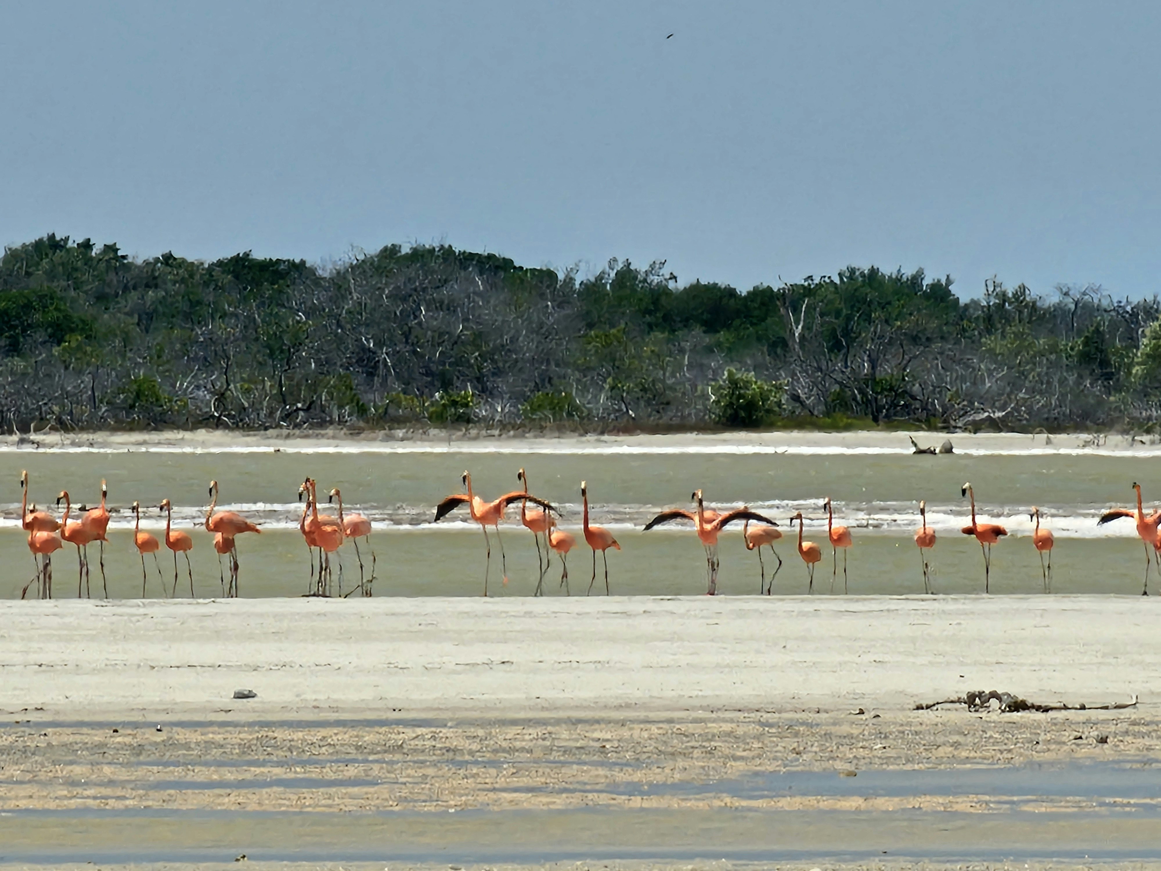 Pink Flock at the Shallow Shore: Flamingos in Quiet Light