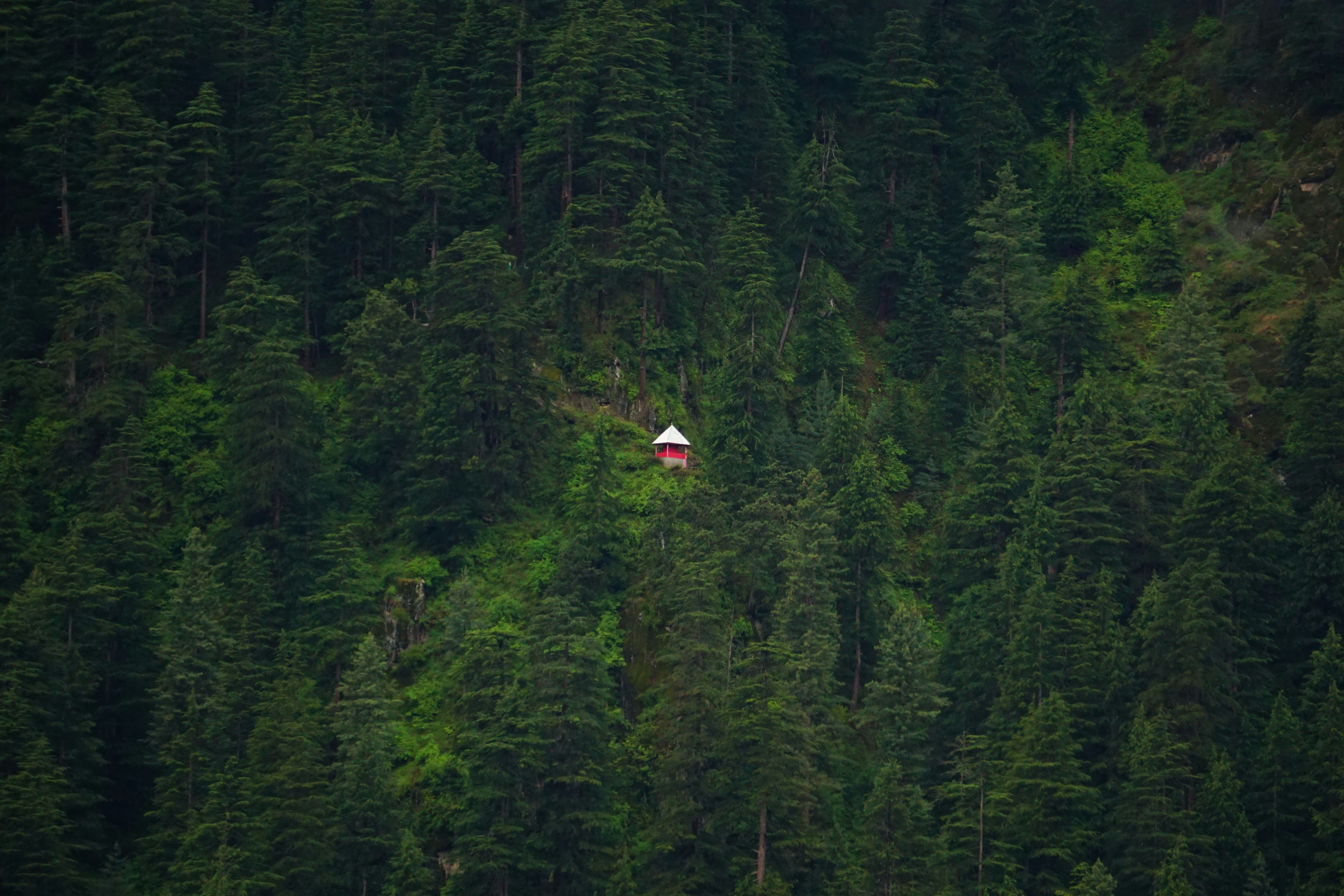 Small red-roofed structure nestled within dense forest of tall green trees.