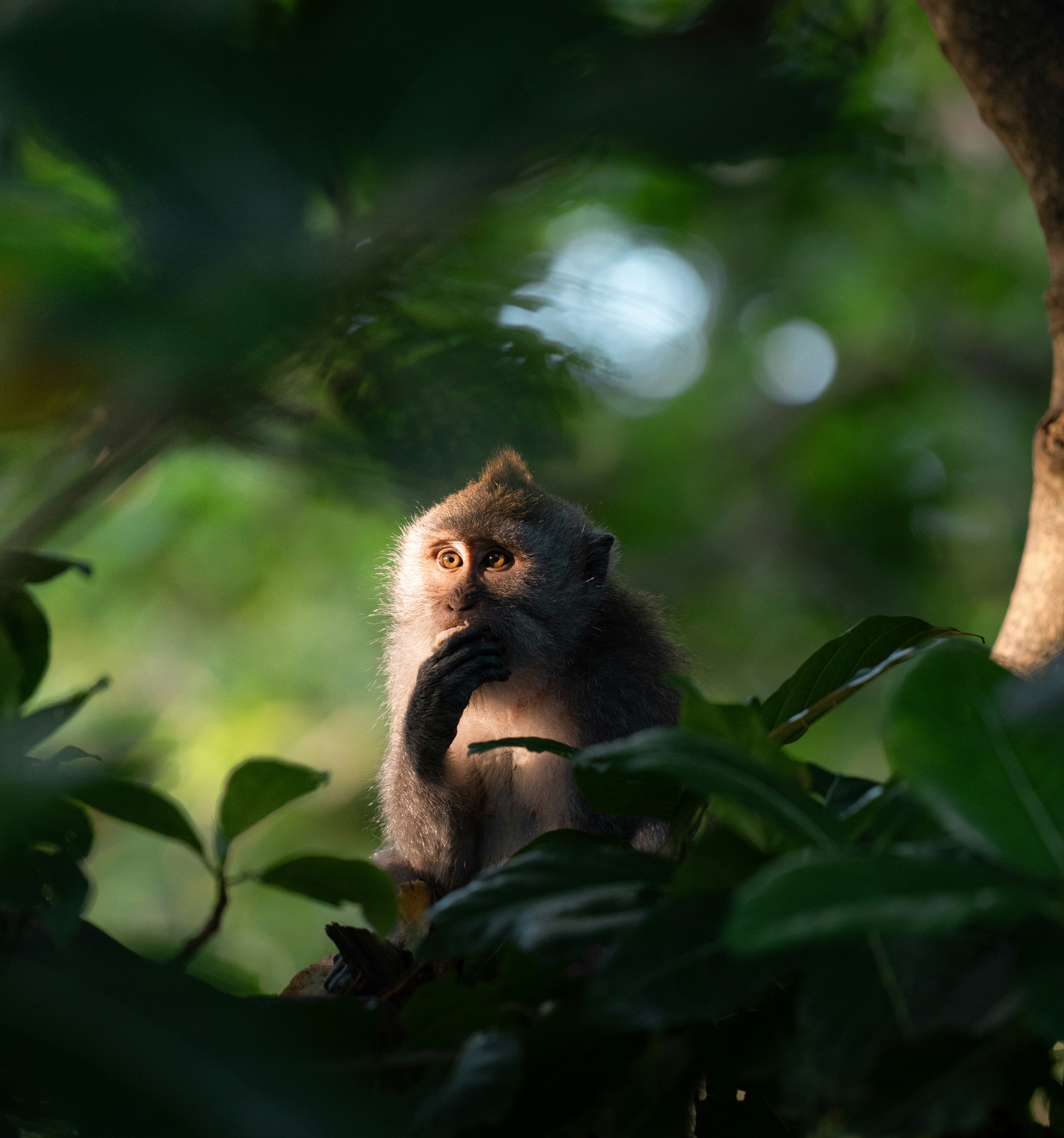 A monkey sitting in a tree looking at something photo – Free Wildlife ...