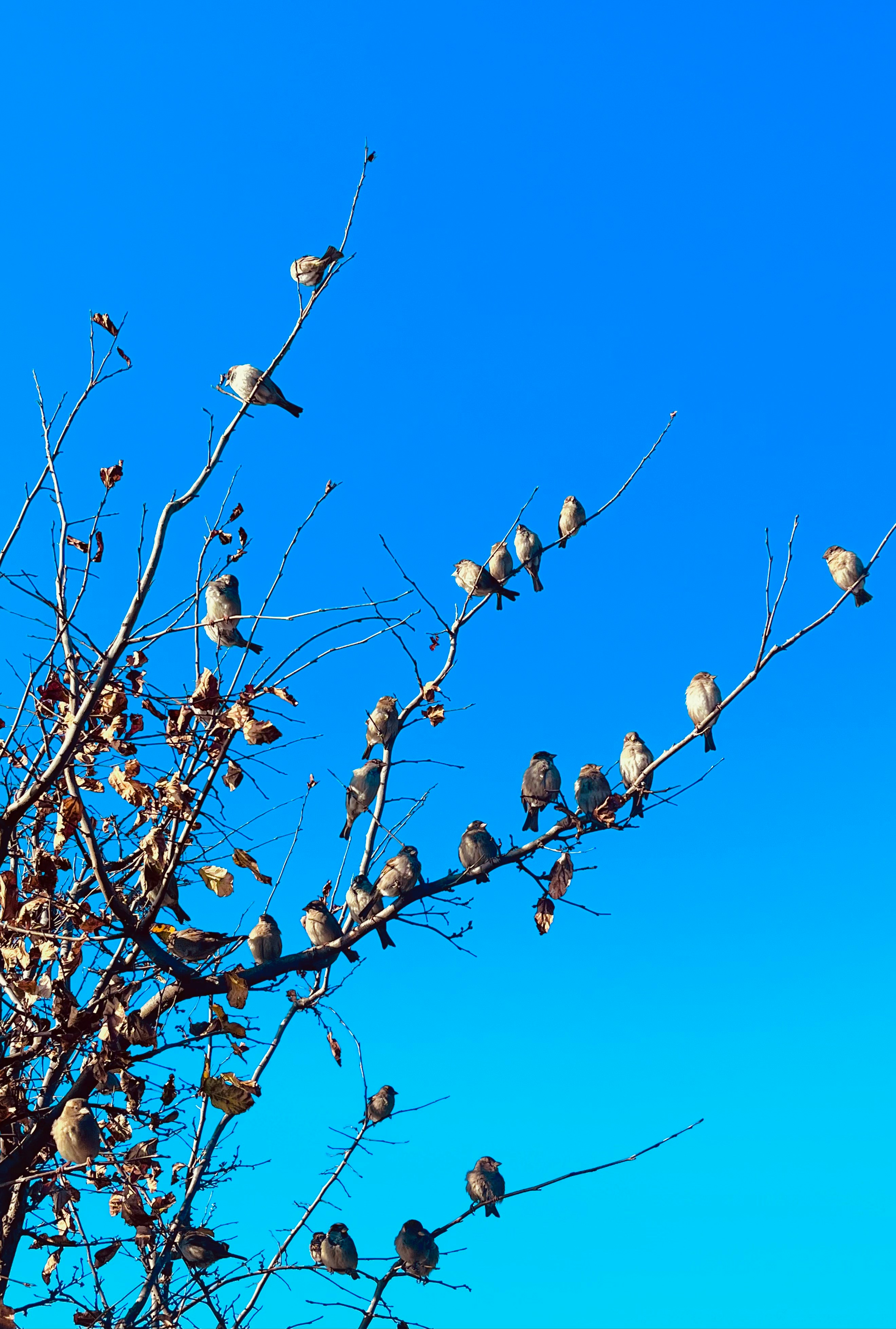 Azure Choir on Bare Branches Under a Clear Sky