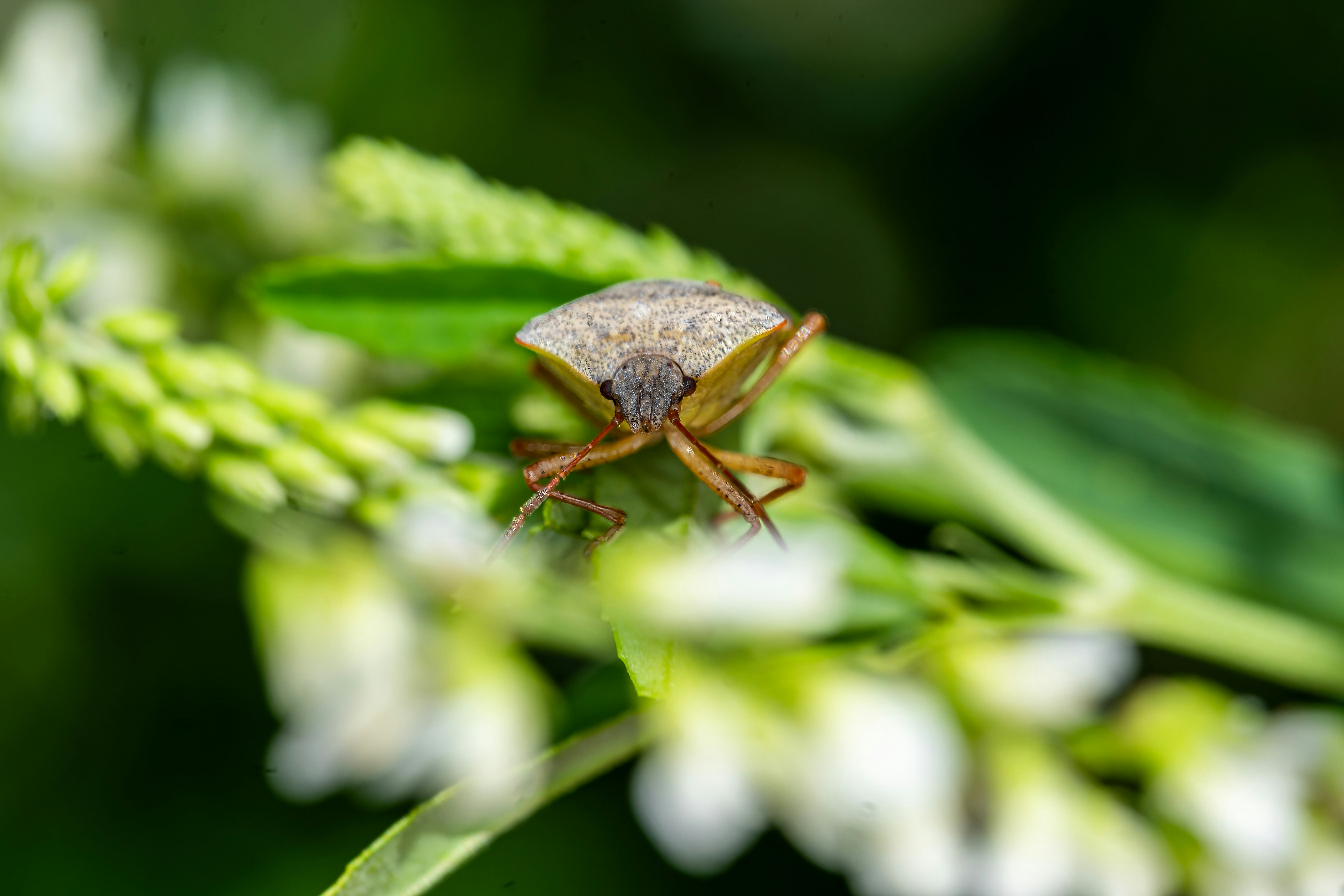 Emerald Microcosm: Close-Up of a Shield Bug on Fresh Foliage