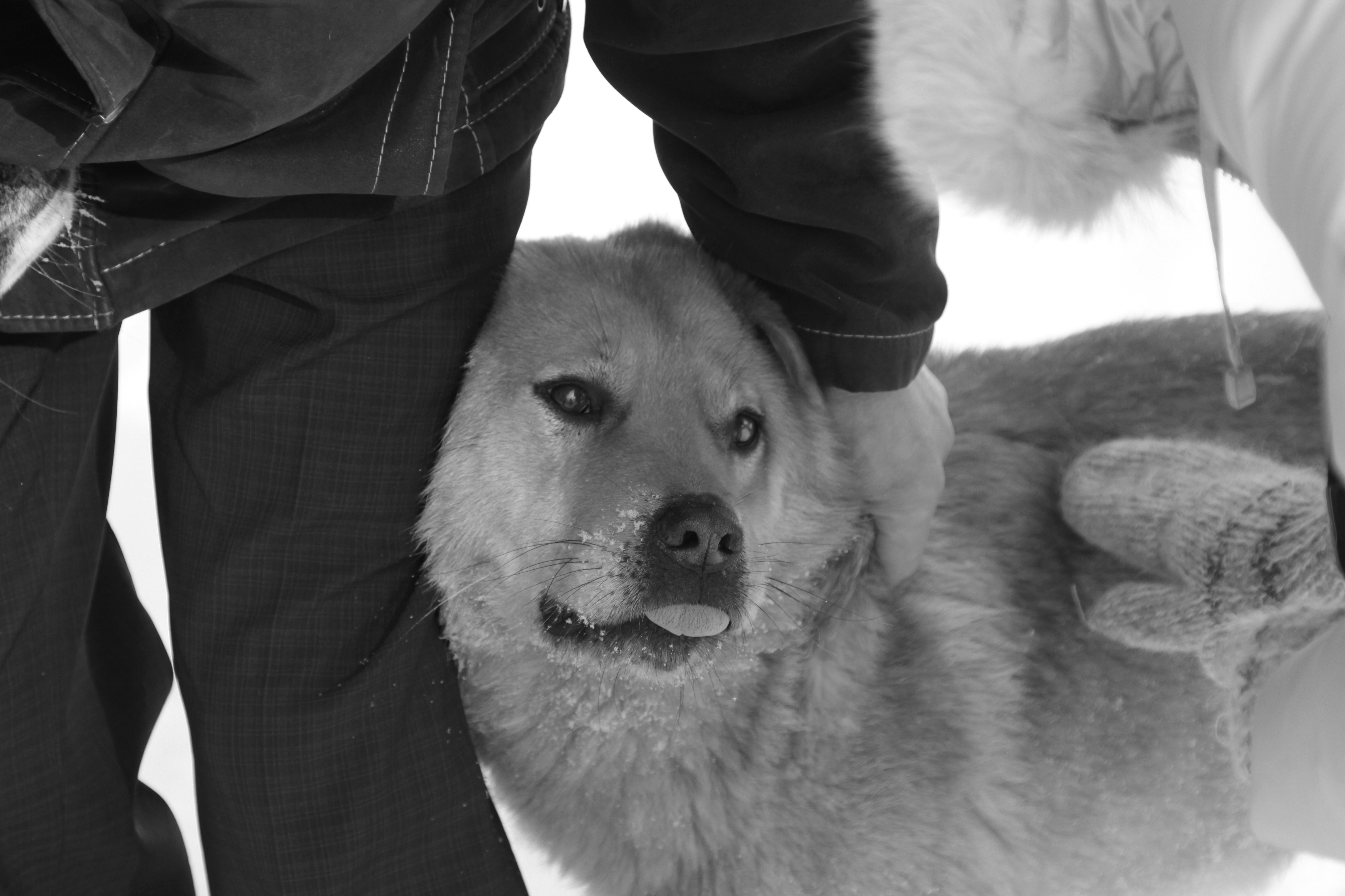 Quiet Trust in Grayscale: A Dog's Calm Moment Under Gentle Hands