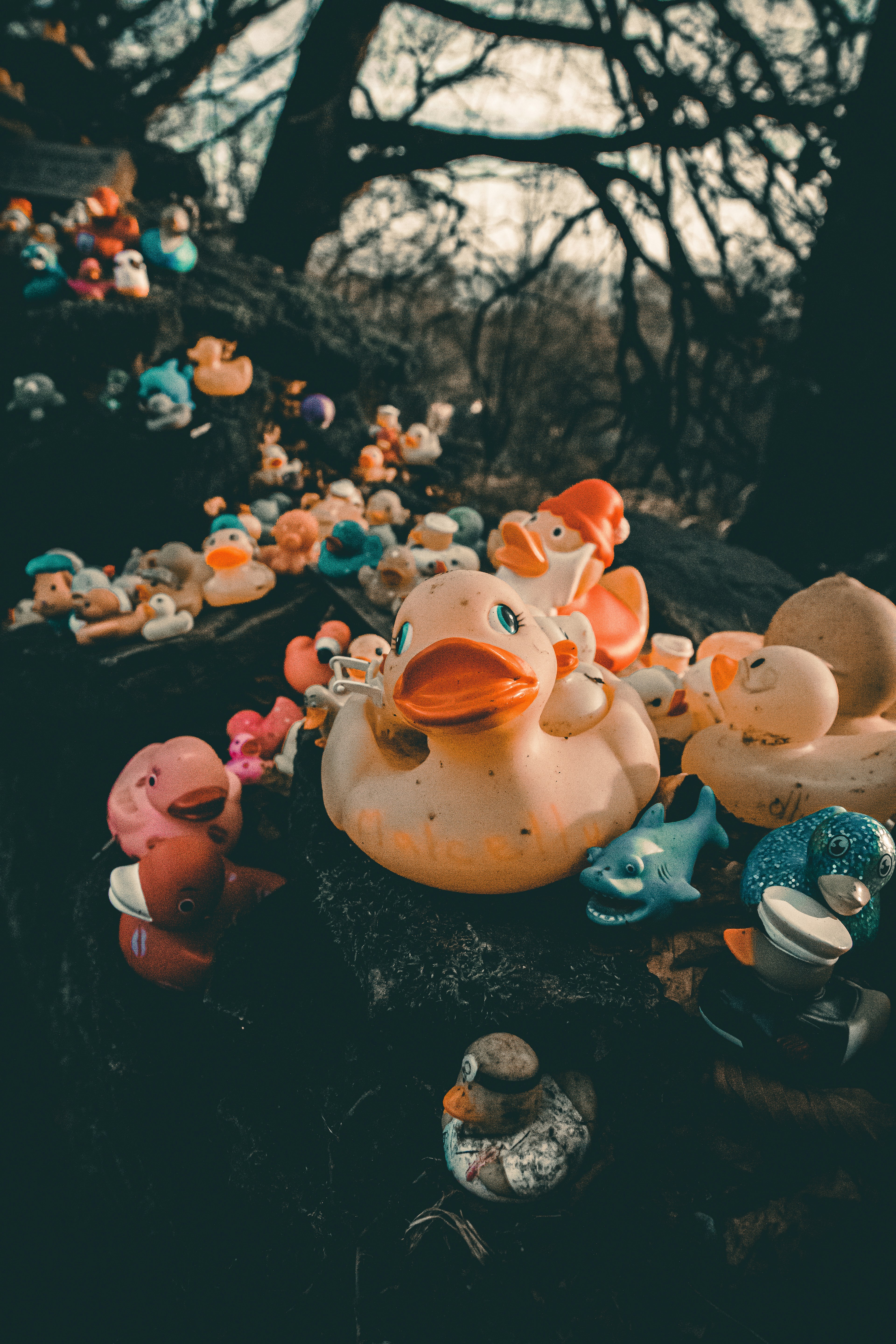 I went on a walk and just saw these toy Ducks on the wall.