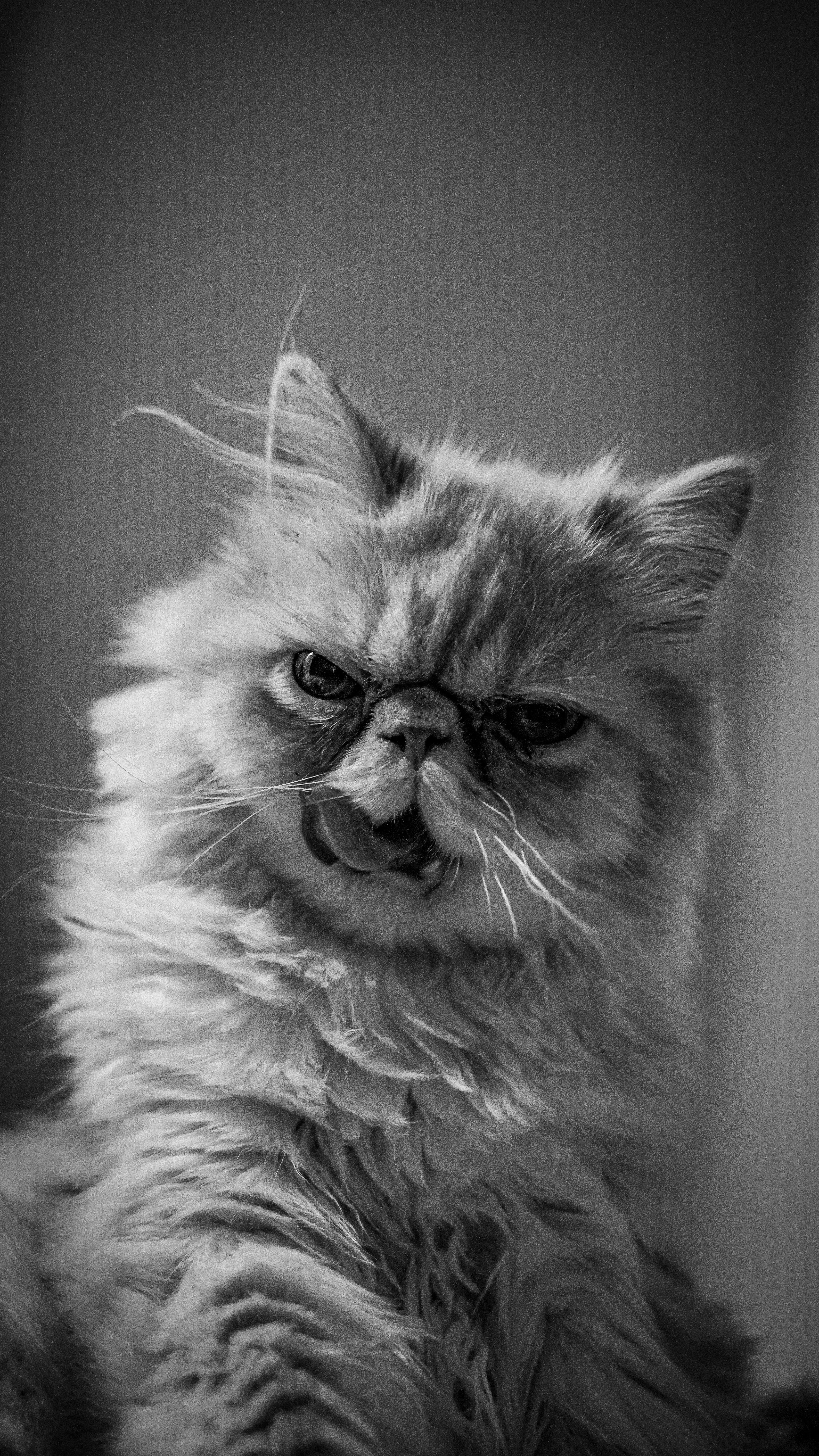 Greyscale Grump: A Persian's Fierce Gaze
