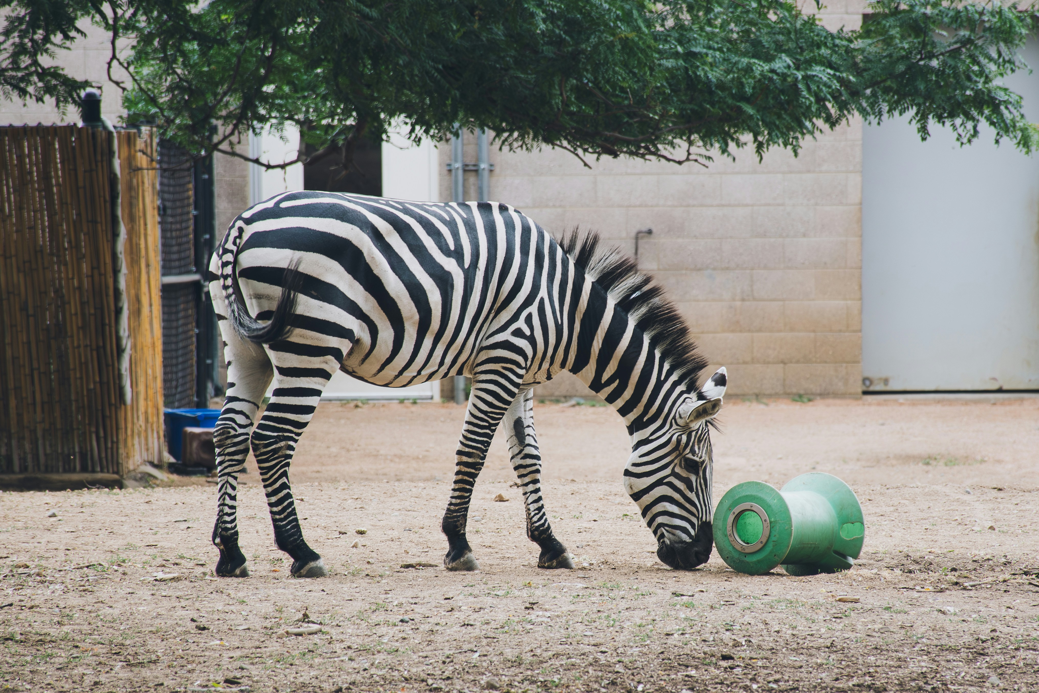 A zebra standing next to a green ball photo – Free Animal Image on Unsplash