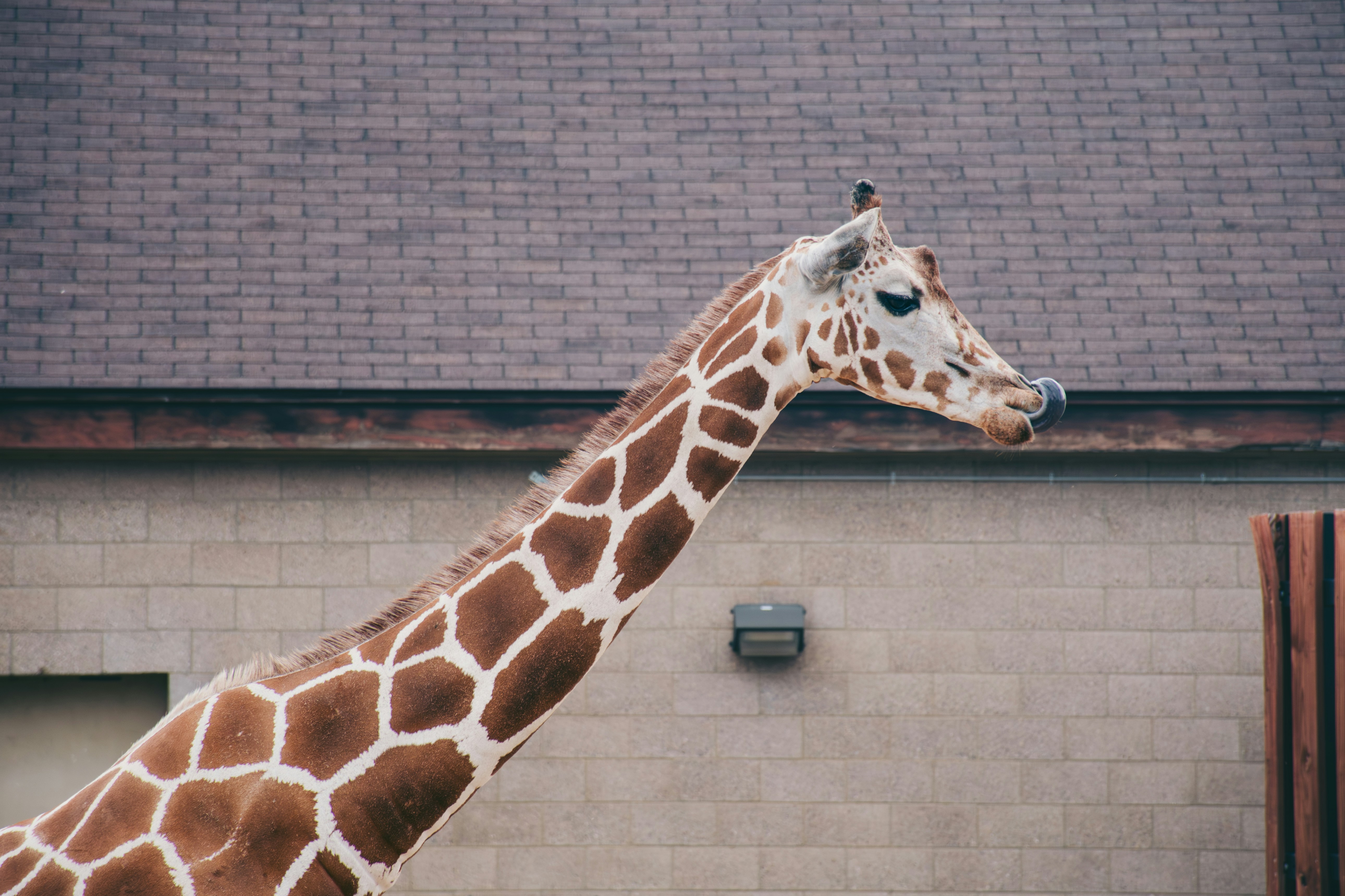 Giraffe in Profile: A Quiet Gaze Beneath a Brick Wall