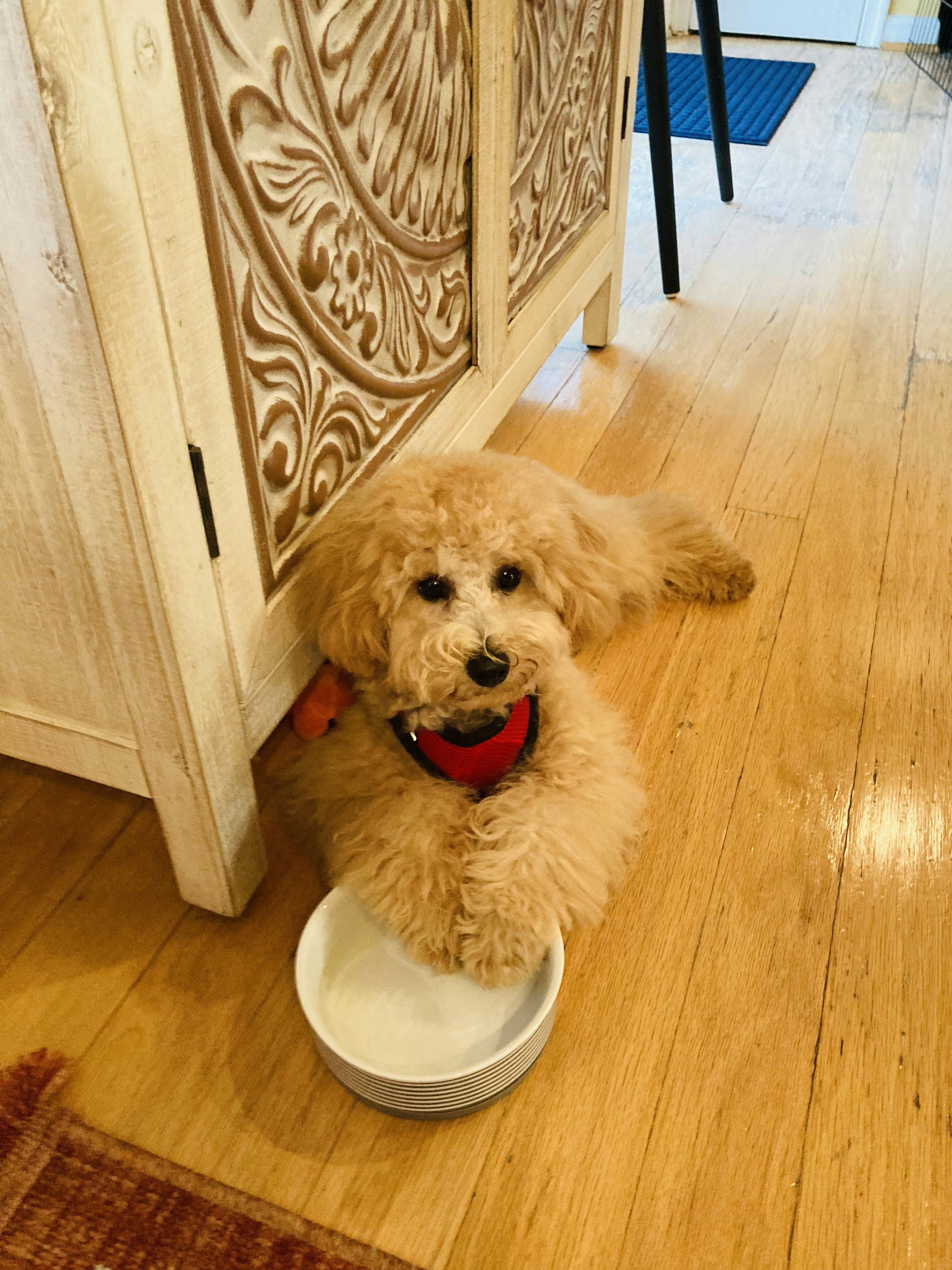 Curious Mutt at the Kitchen Threshold