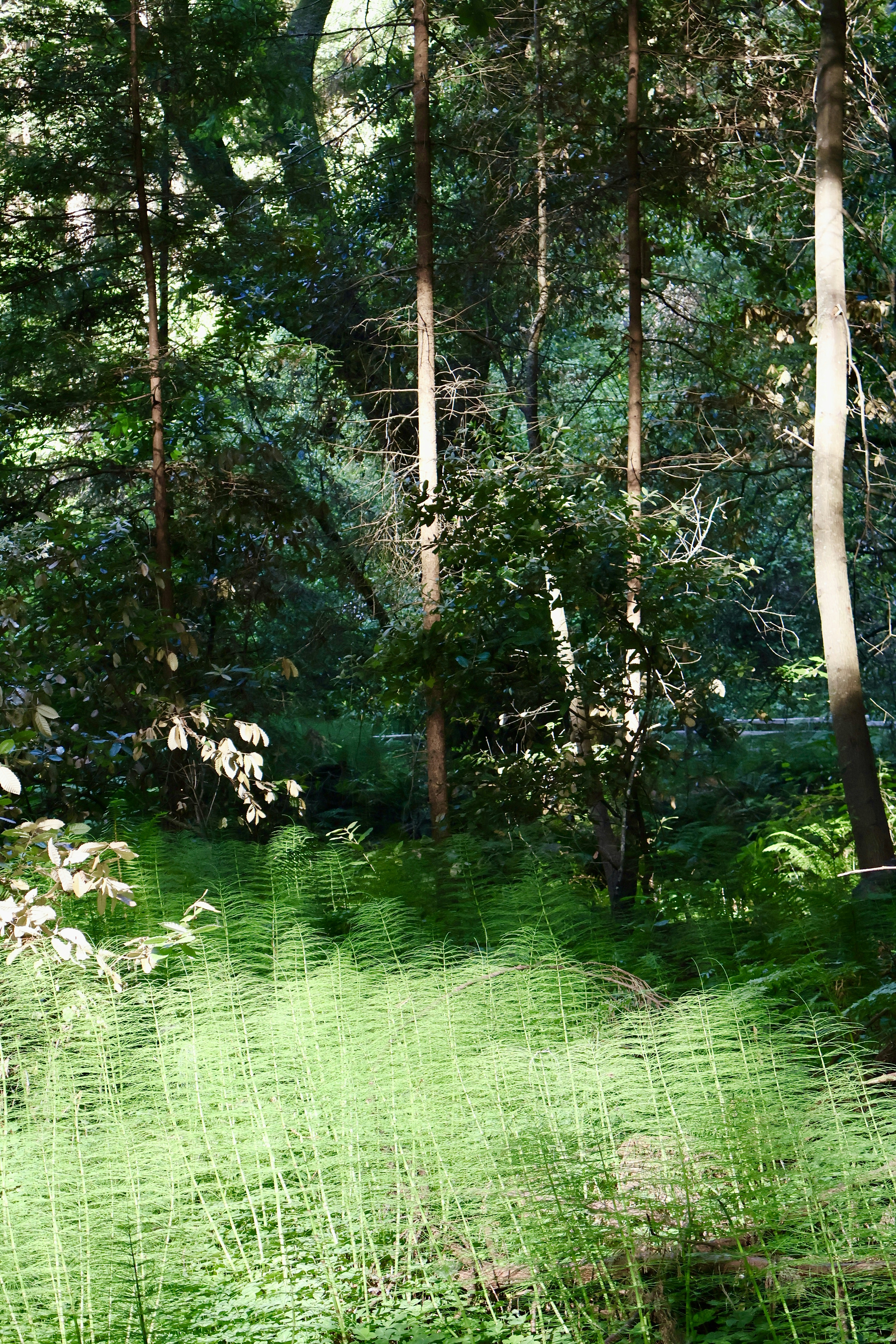Sunlit Ferns Framed by Tall Pine Trunks