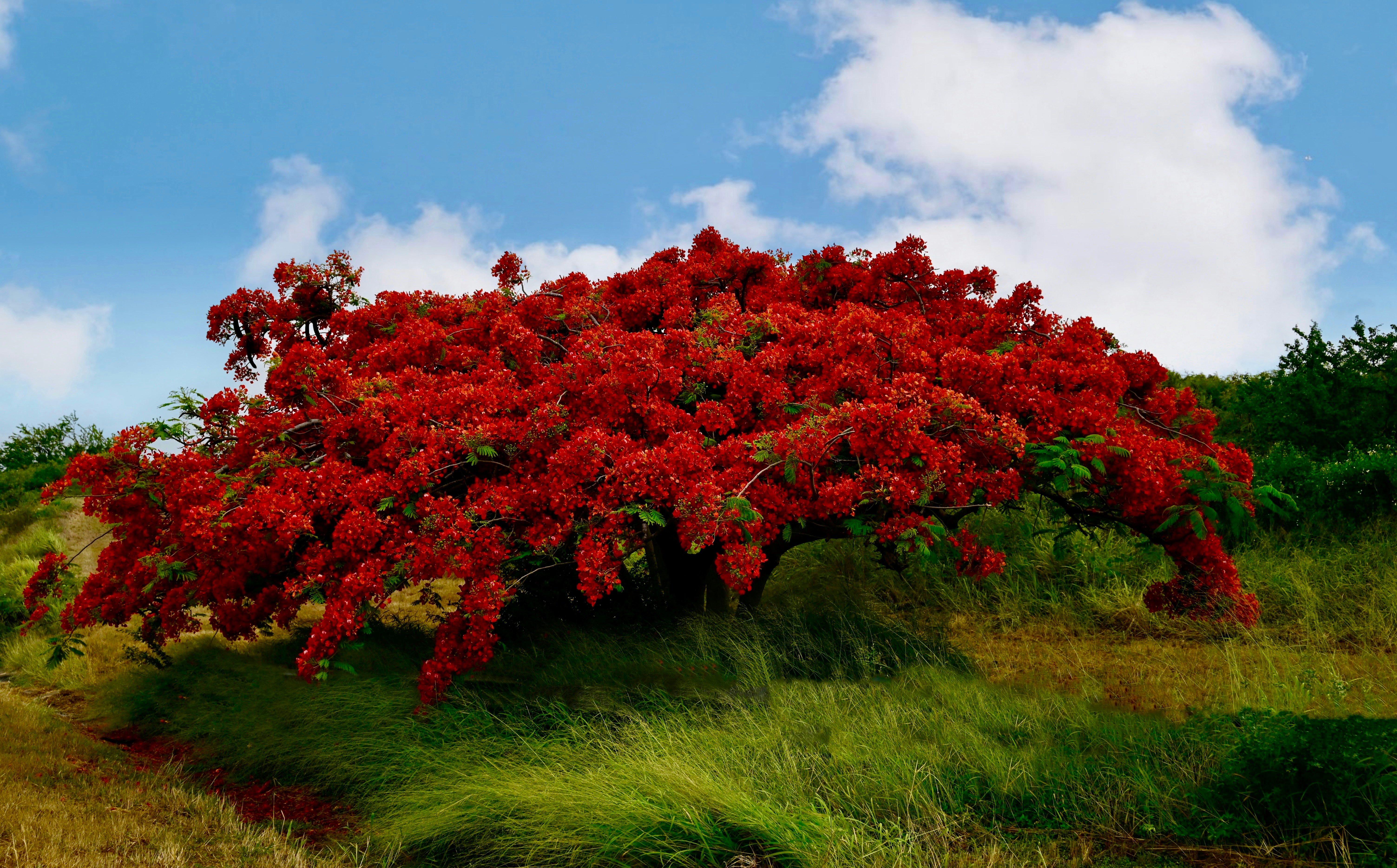 A tree with red flowers in the middle of a field photo – Free Nature ...