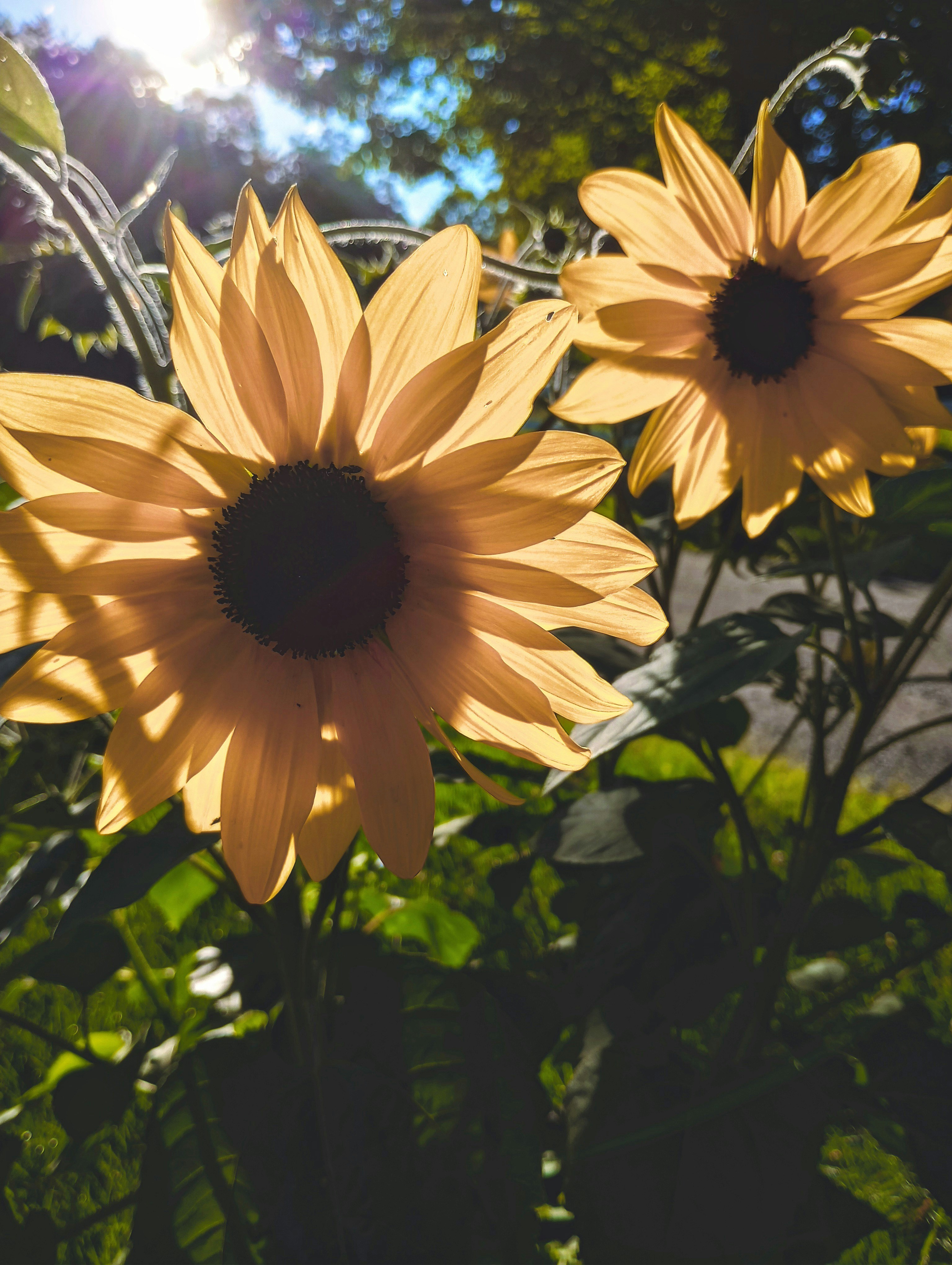 Two sunflowers bathed in warm backlight with a shallow depth of field, highlighting their golden petals and dark centers against a leafy background.