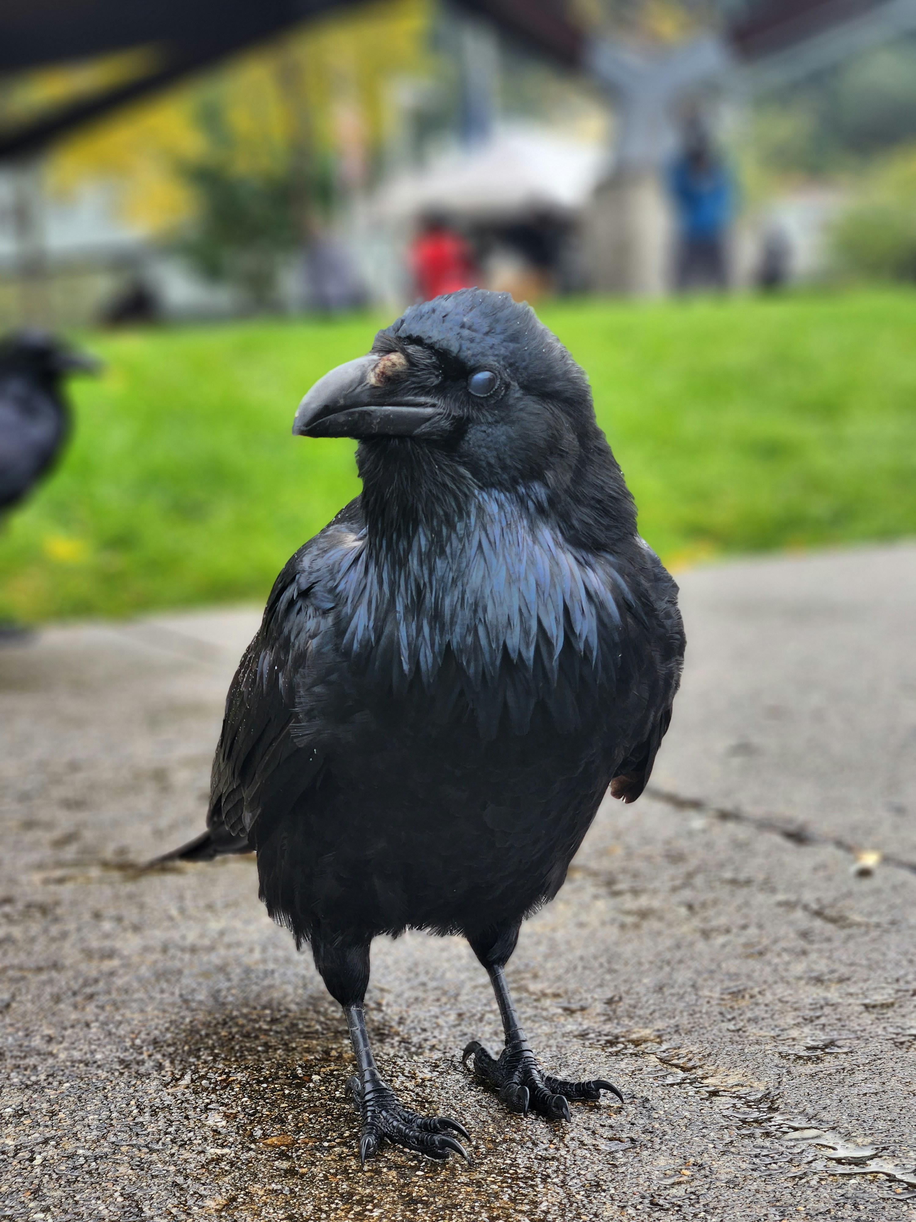 A glossy black crow stands on a damp park path, its wet feathers catching the light with a blurred grassy background and distant parkgoers.
