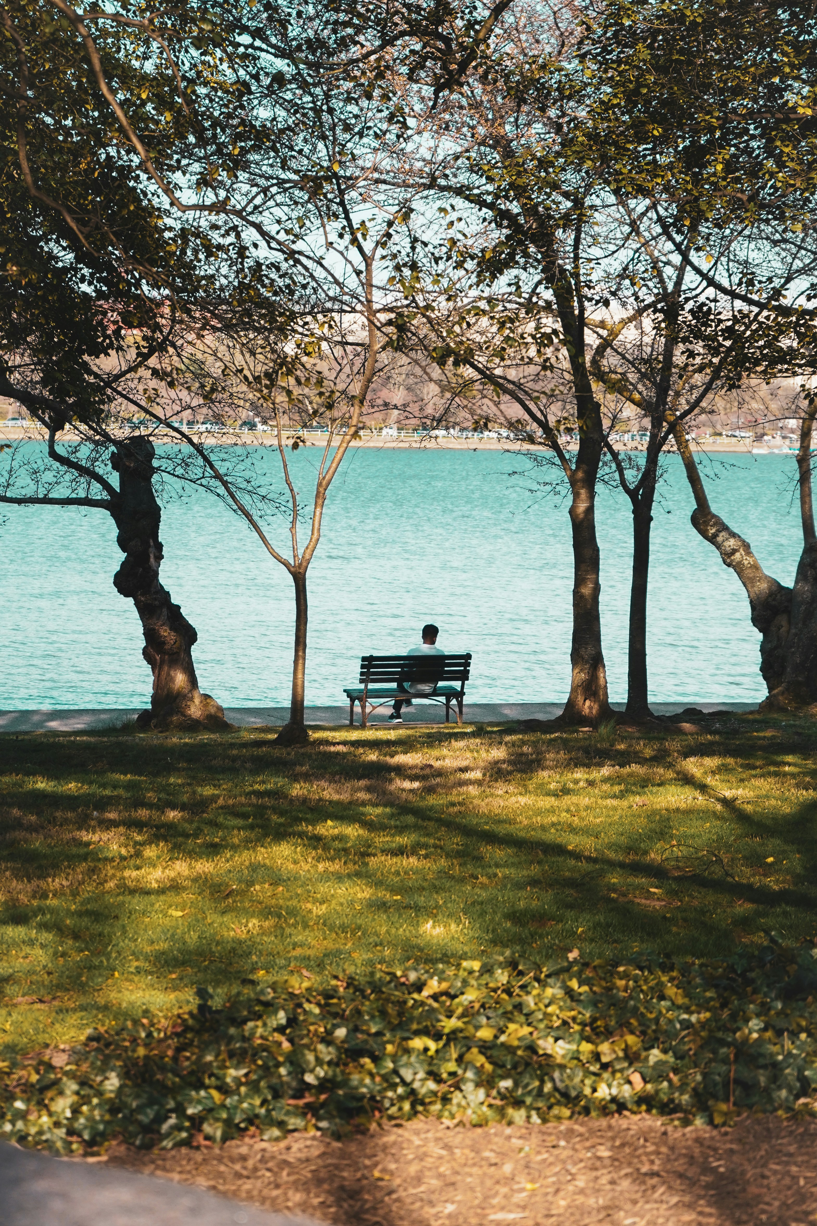 Quiet Bench by a Turquoise Lake Framed by Branching Shadows