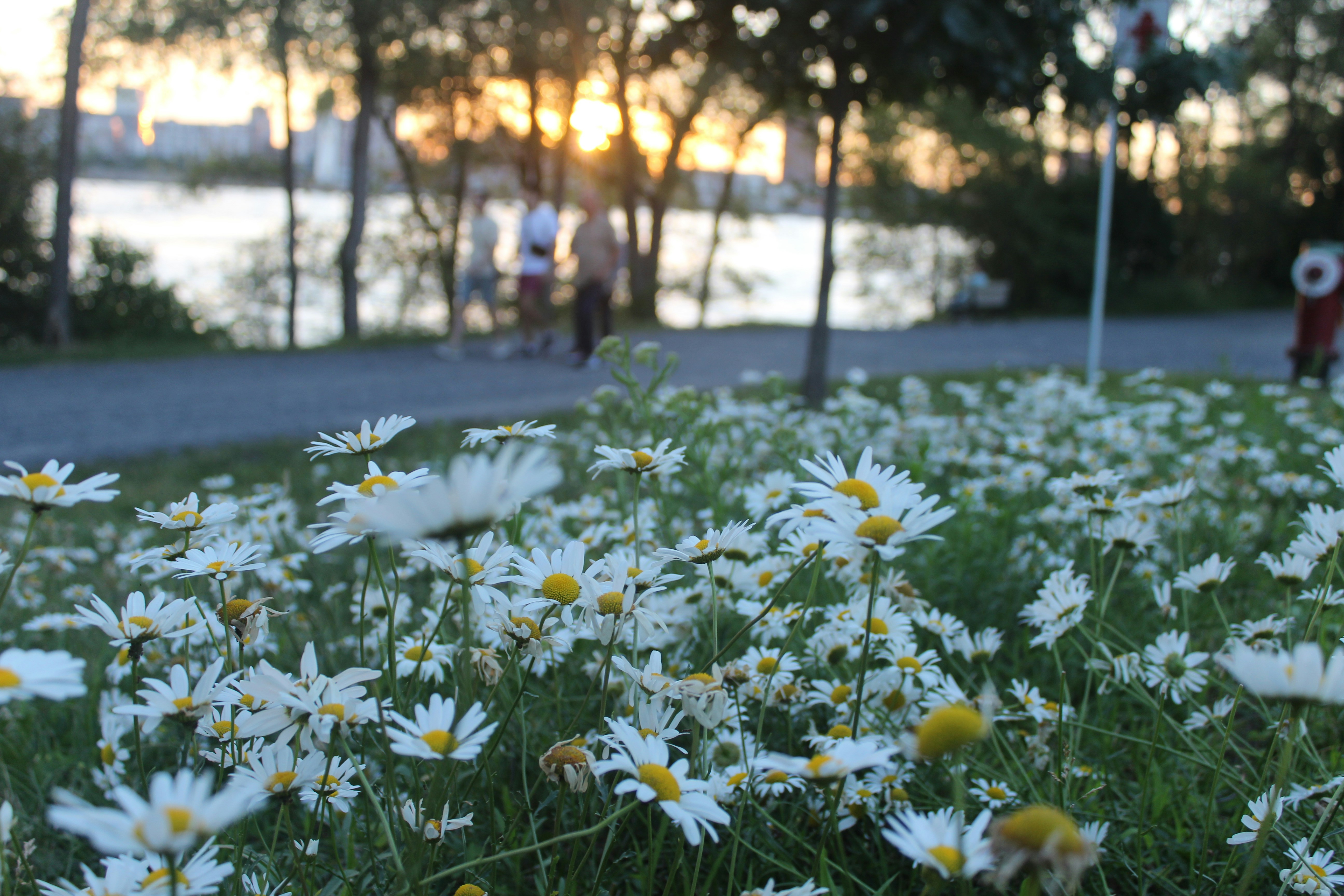 Field of Dainties: Daisies Leading Toward a Sunset Walk