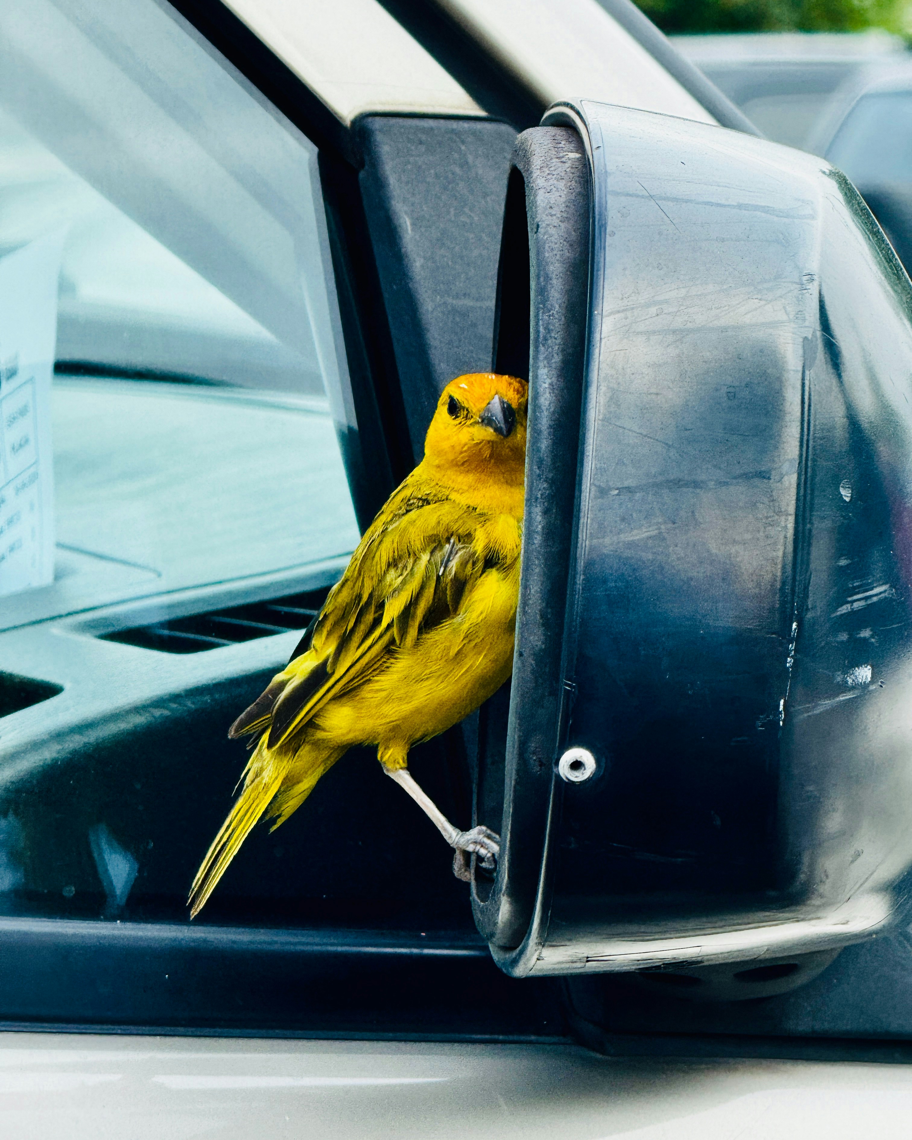 Sunlit Goldfinch at a Car's Side Mirror