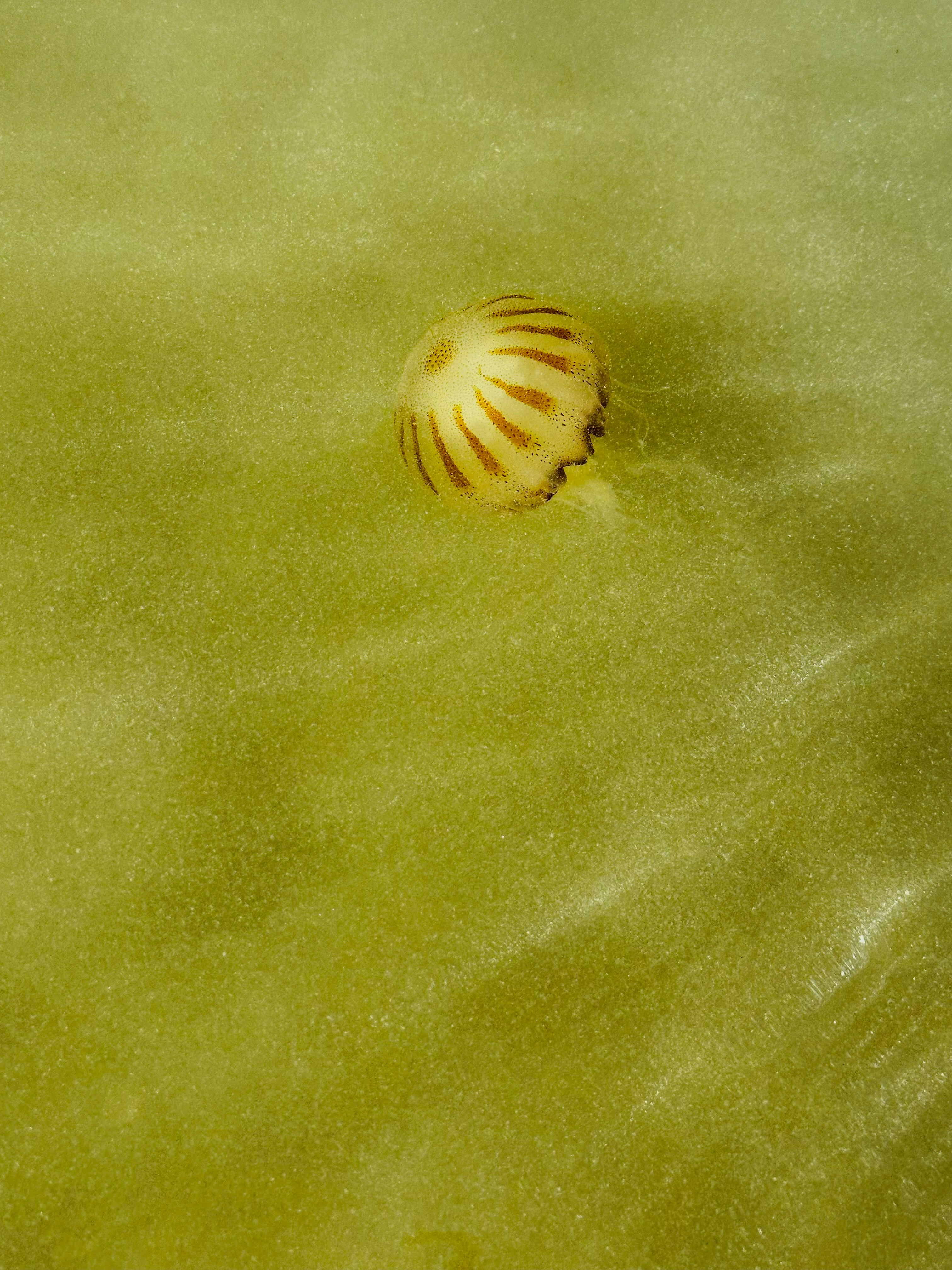 A sea shell floating on top of a green surface photo – Free ...