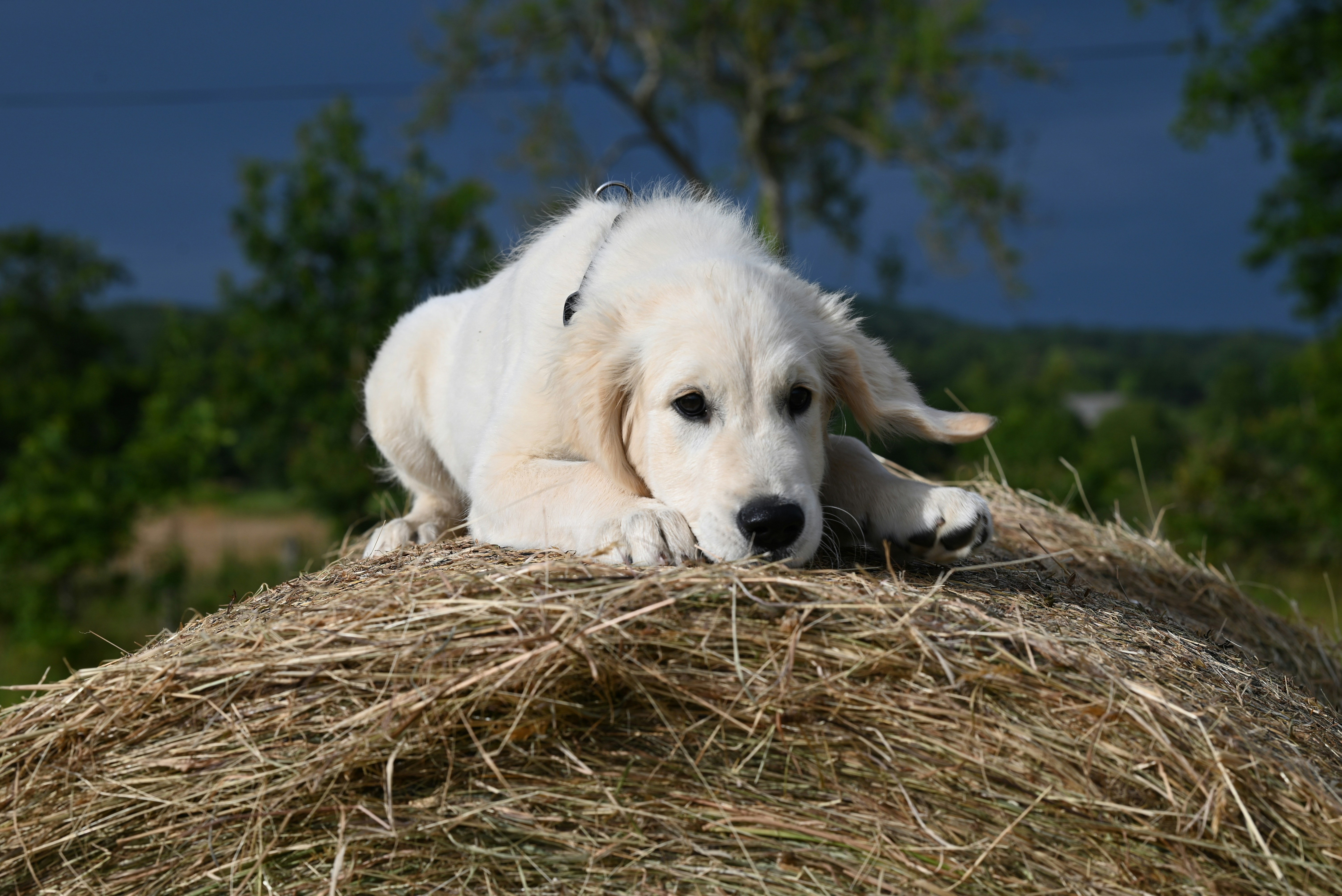 Ivory Pup at Rest on a Rustic Hay Bale Under a Clear Blue Sky