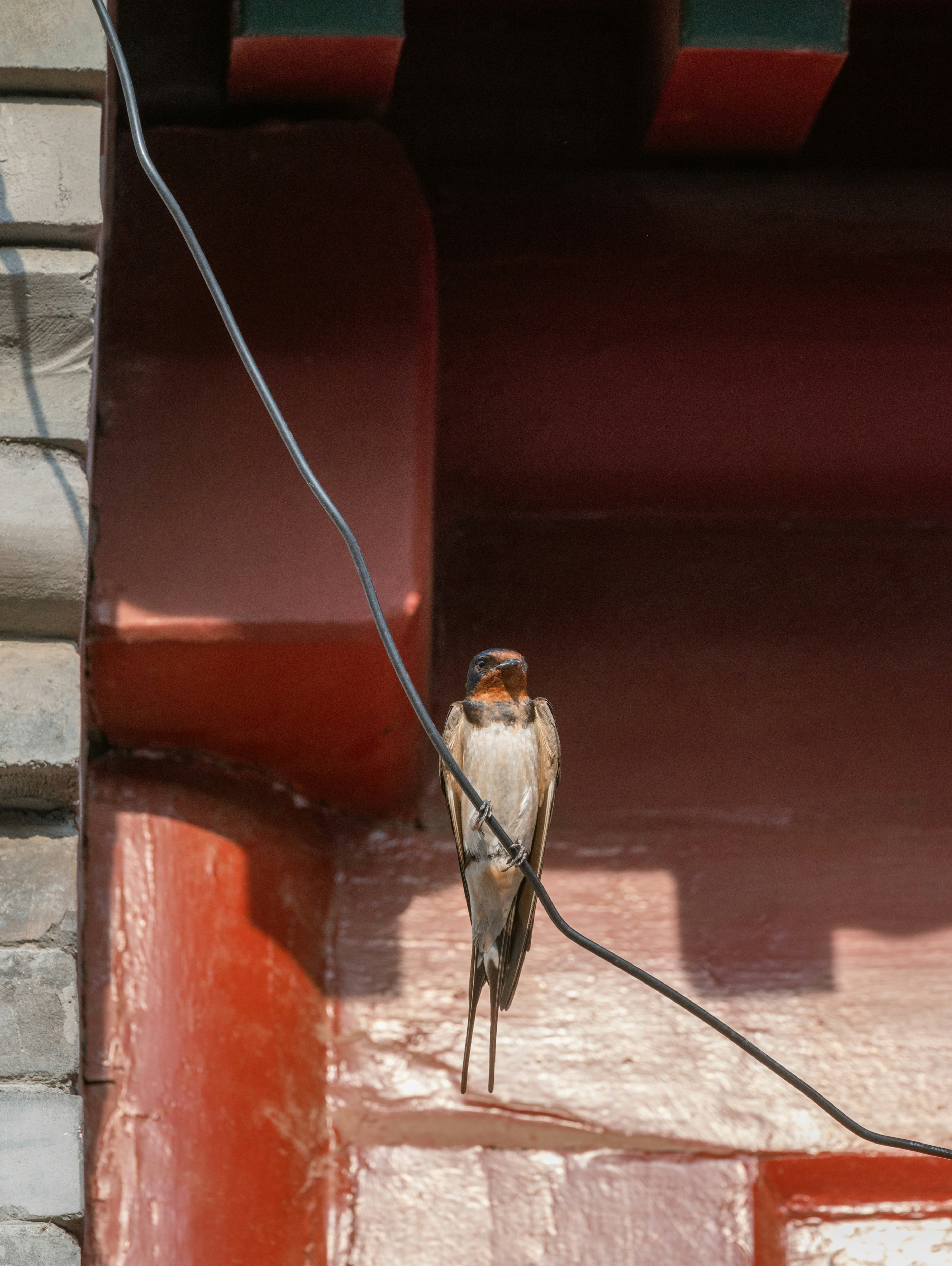 Barn Swallow on a Winding Wire Before a Terracotta Brick Facade
