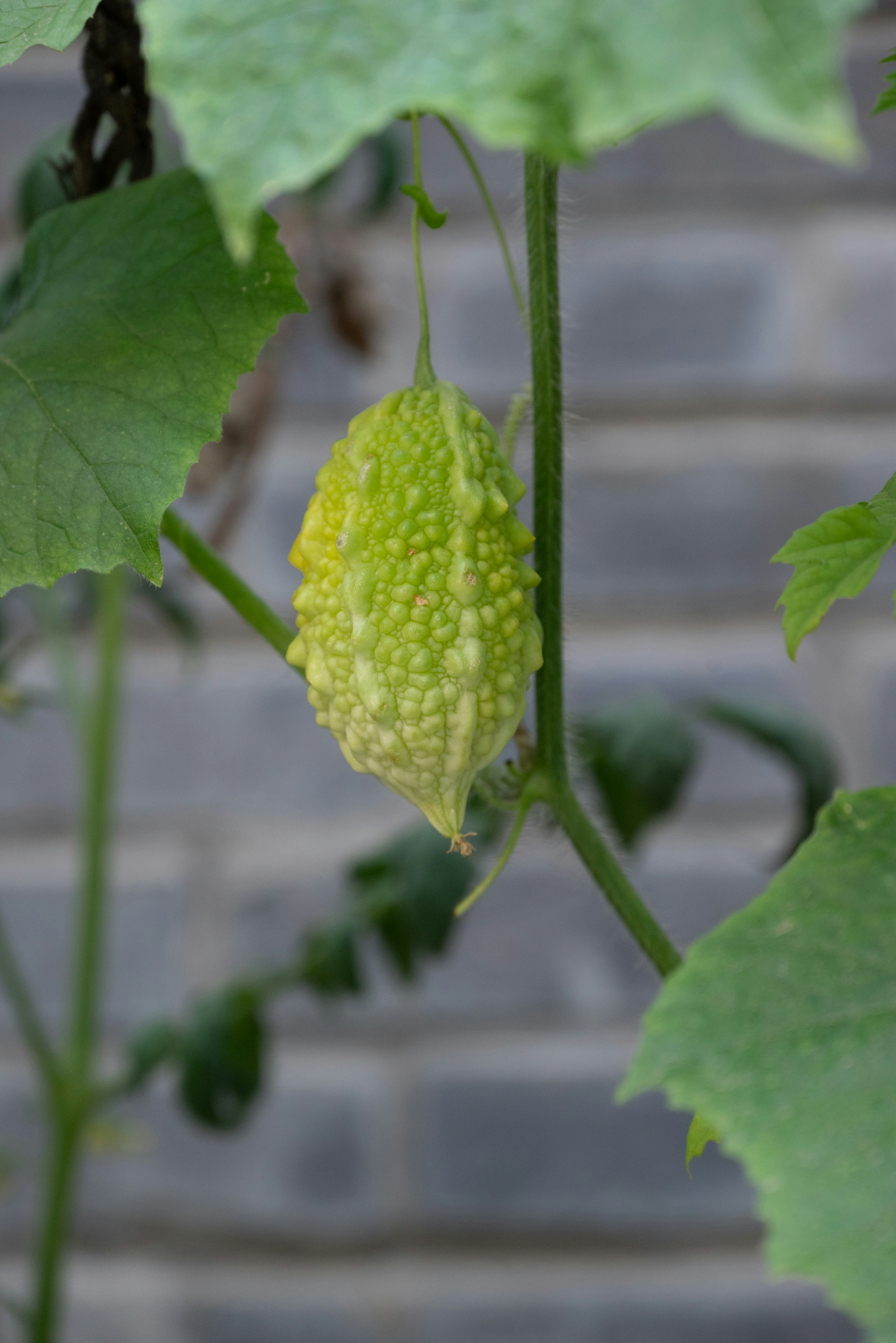 Goya Pictures | Download Free Images on Unsplash