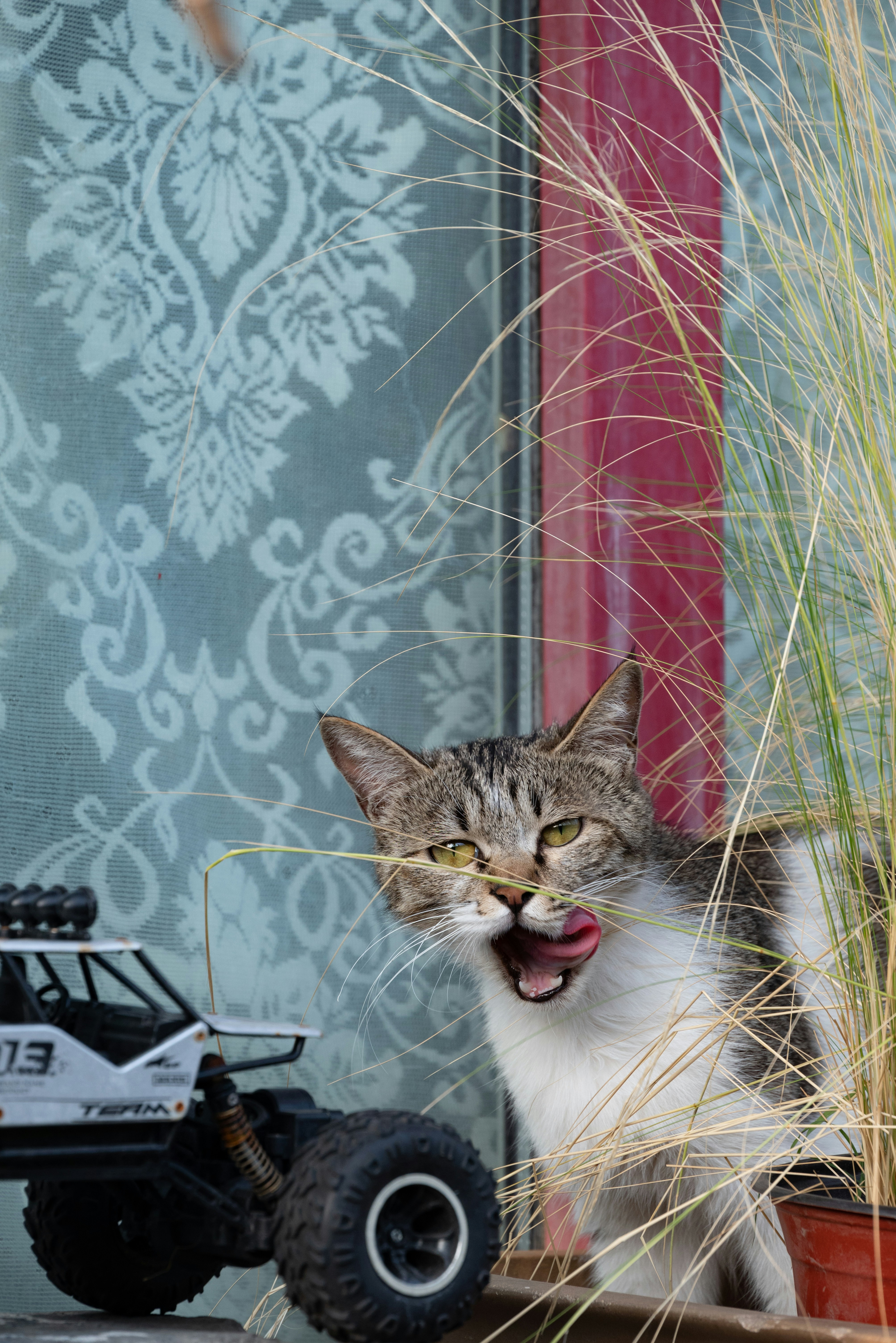 Whiskers vs. Wheels: A Window-Sill Moment of Curious Chaos