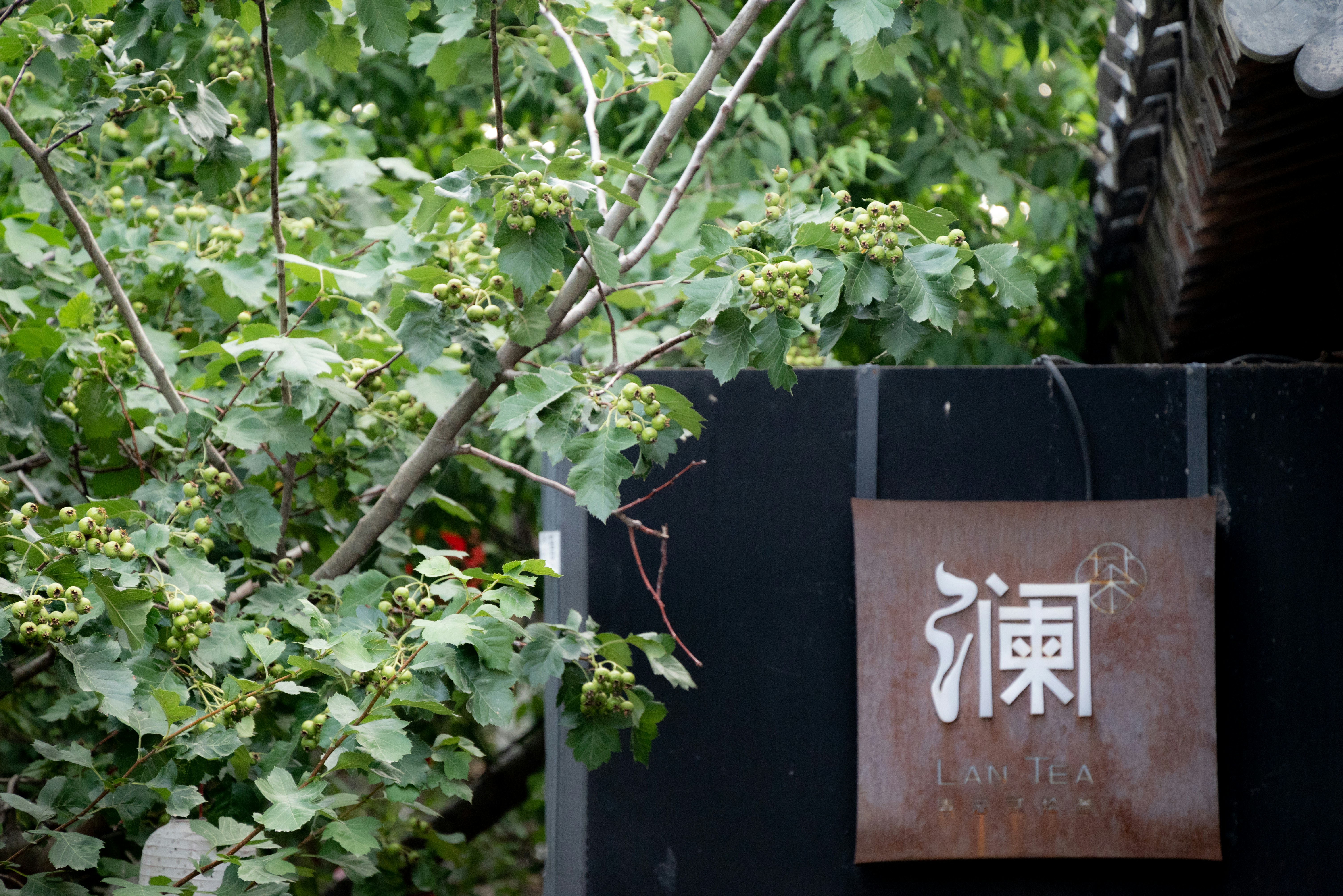 Lan Tea Sign Framed by Verdant Foliage and a Quiet Fence