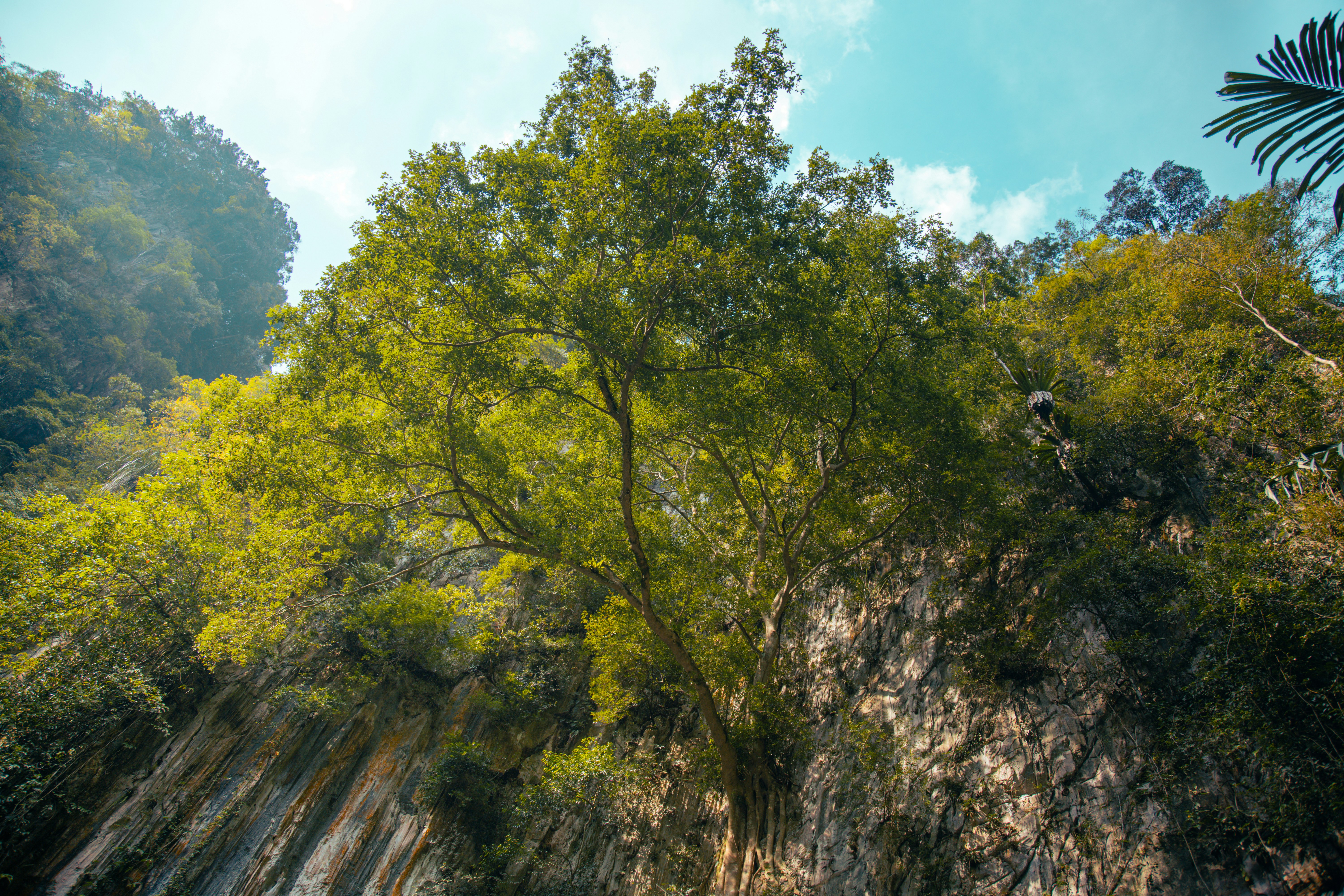 Verdant Sentinel: A lone tree rising from a sunlit cliff