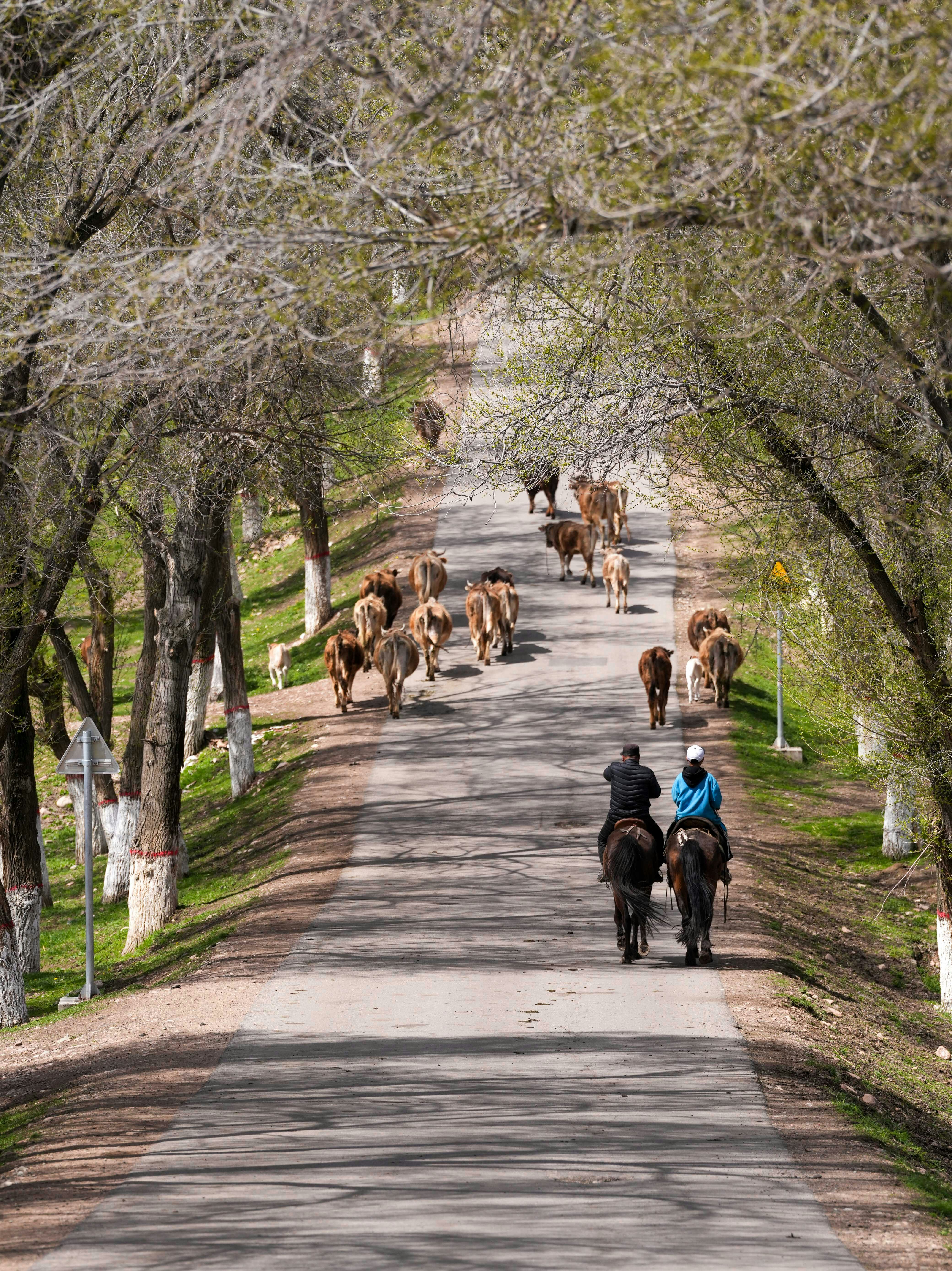 Riders and Herd on a Sun-Dappled Tree-Lined Country Road