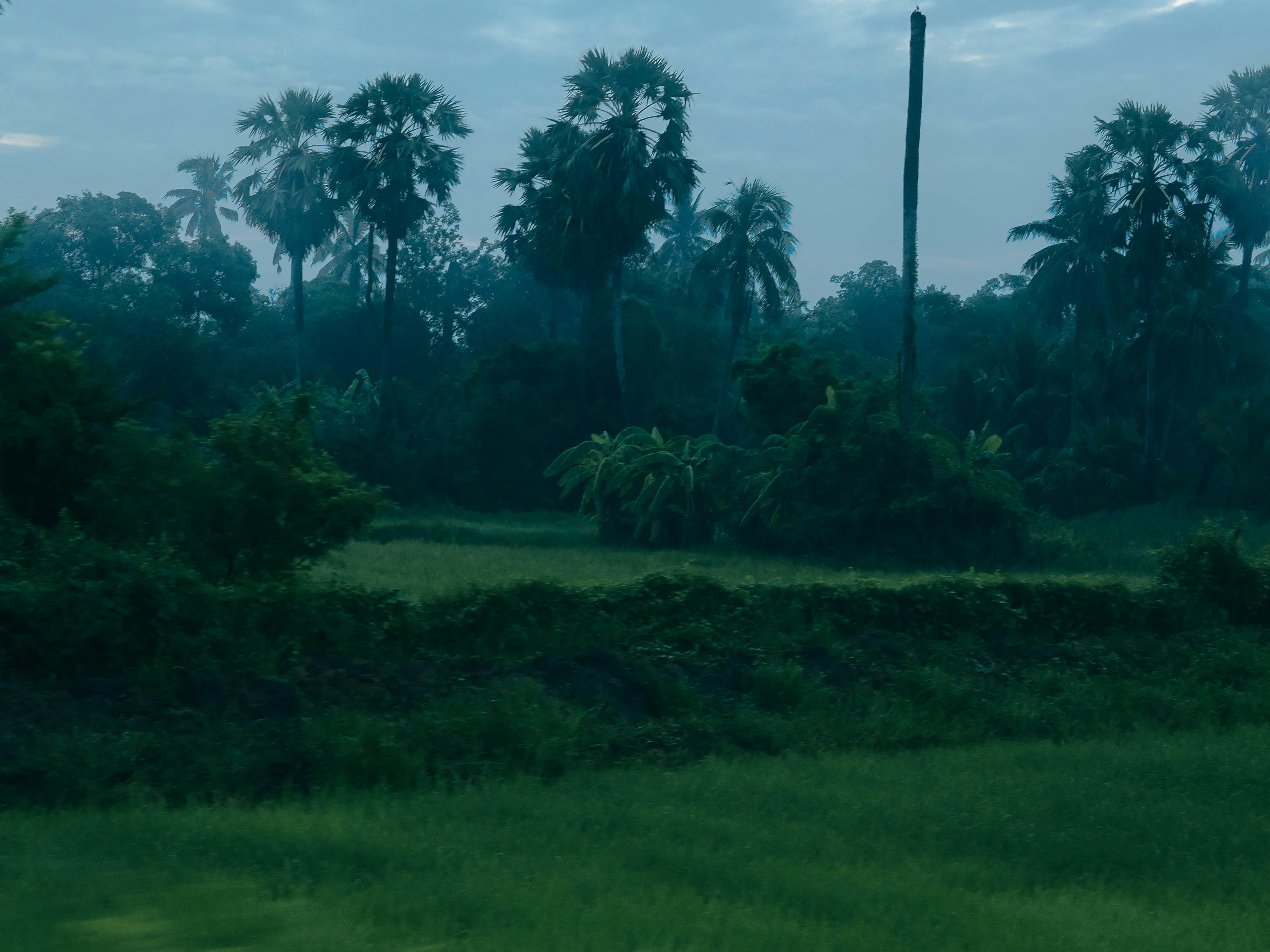 Cerulean Horizon: Palm Trees Framing a Misty Field