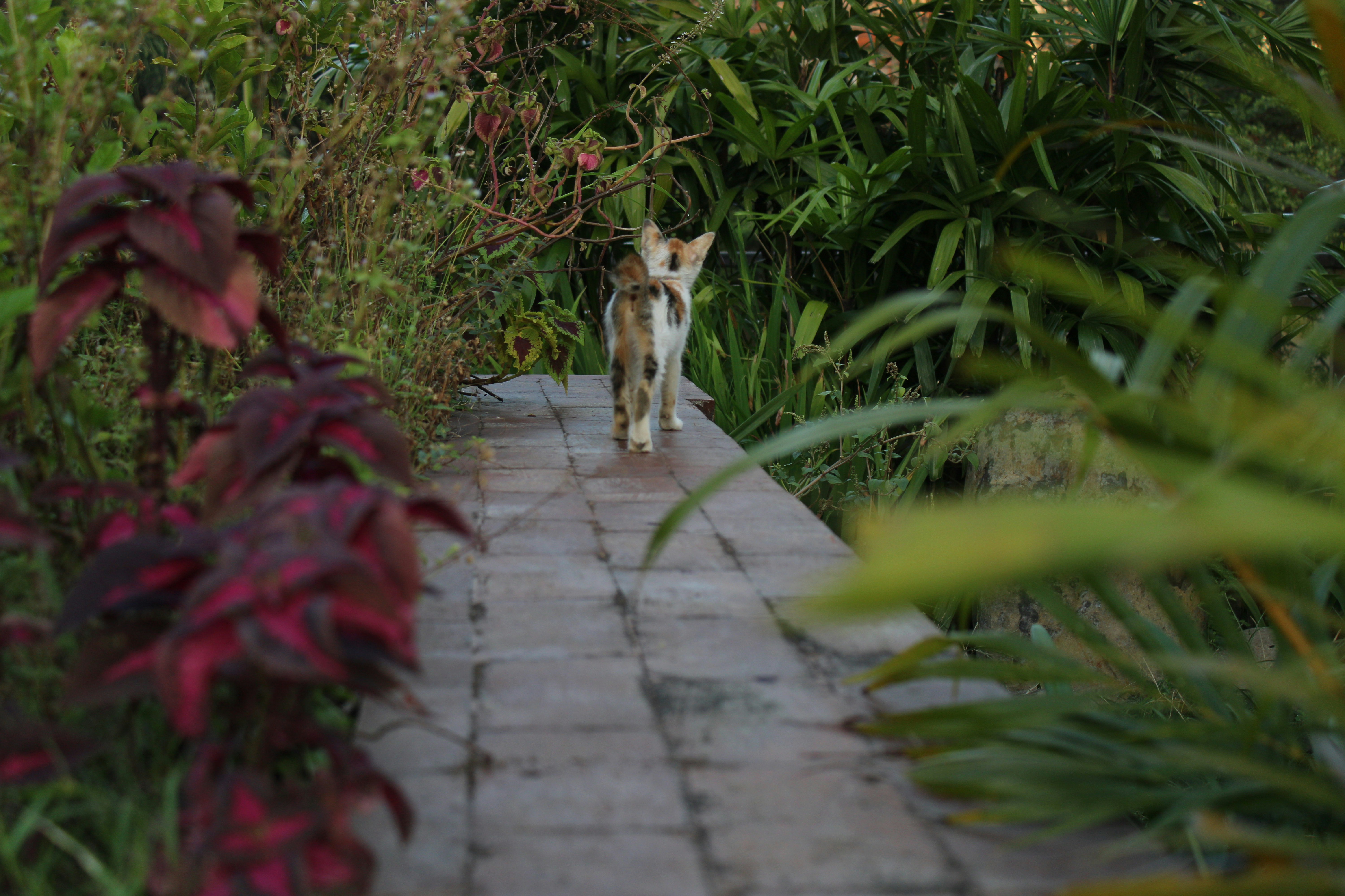 Cat on a Quiet Garden Path