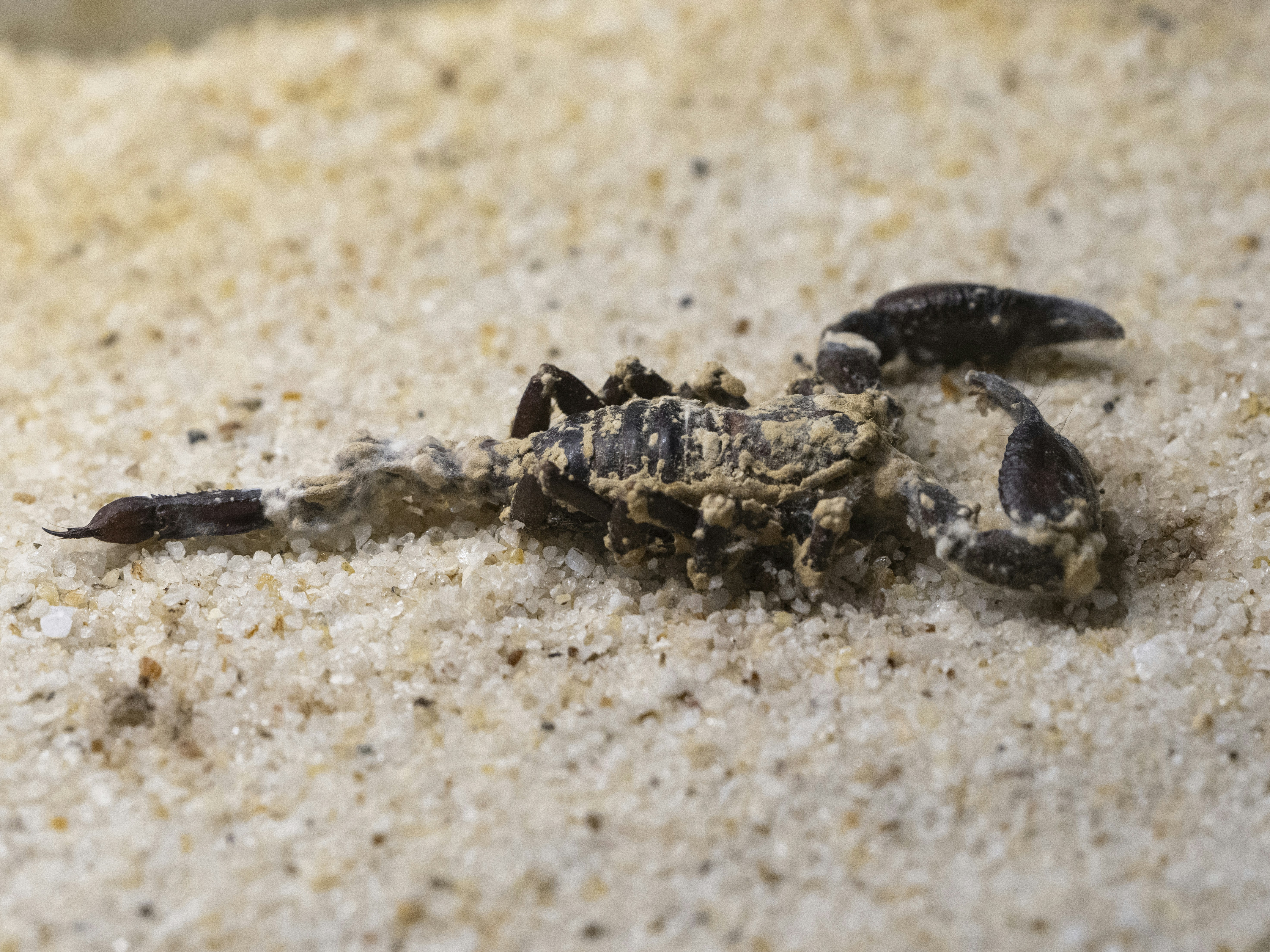 A scorpion crawling in the sand on the beach photo – Free Animal Image ...