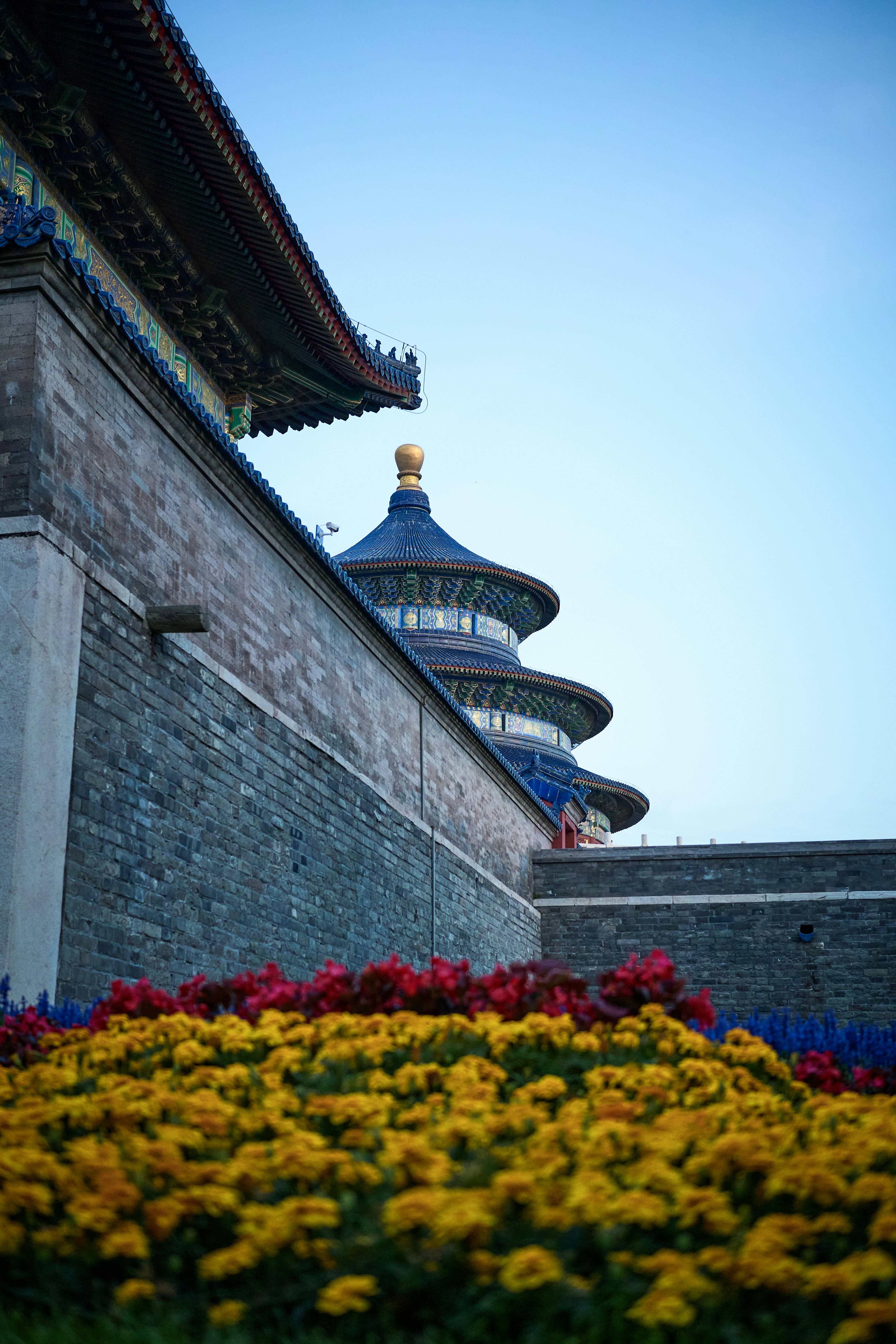 Blue-Tiled Pagoda Crown Emerges Over the City Wall Amid Spring Blooms