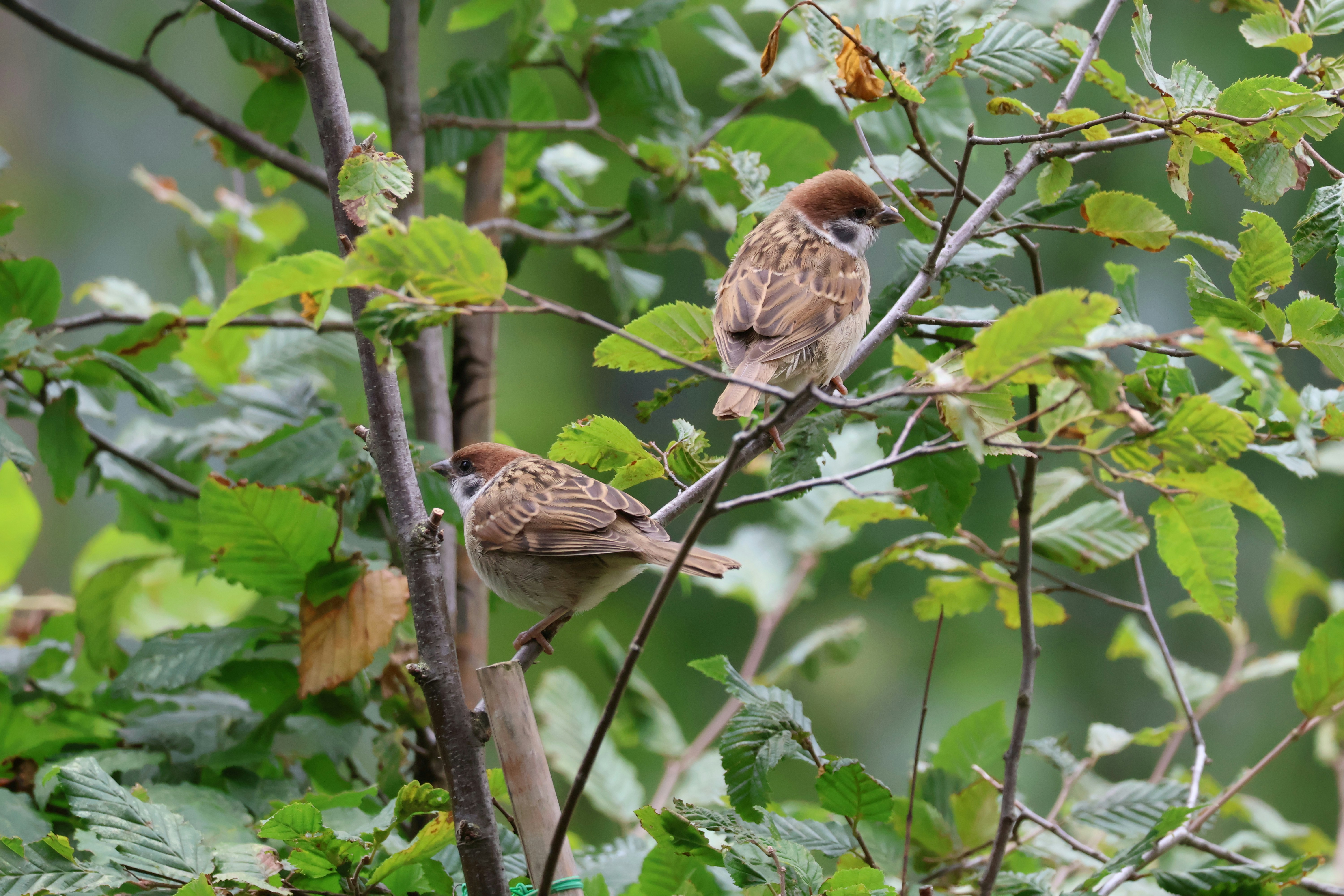 Two Brown Birds Resting among Greenery