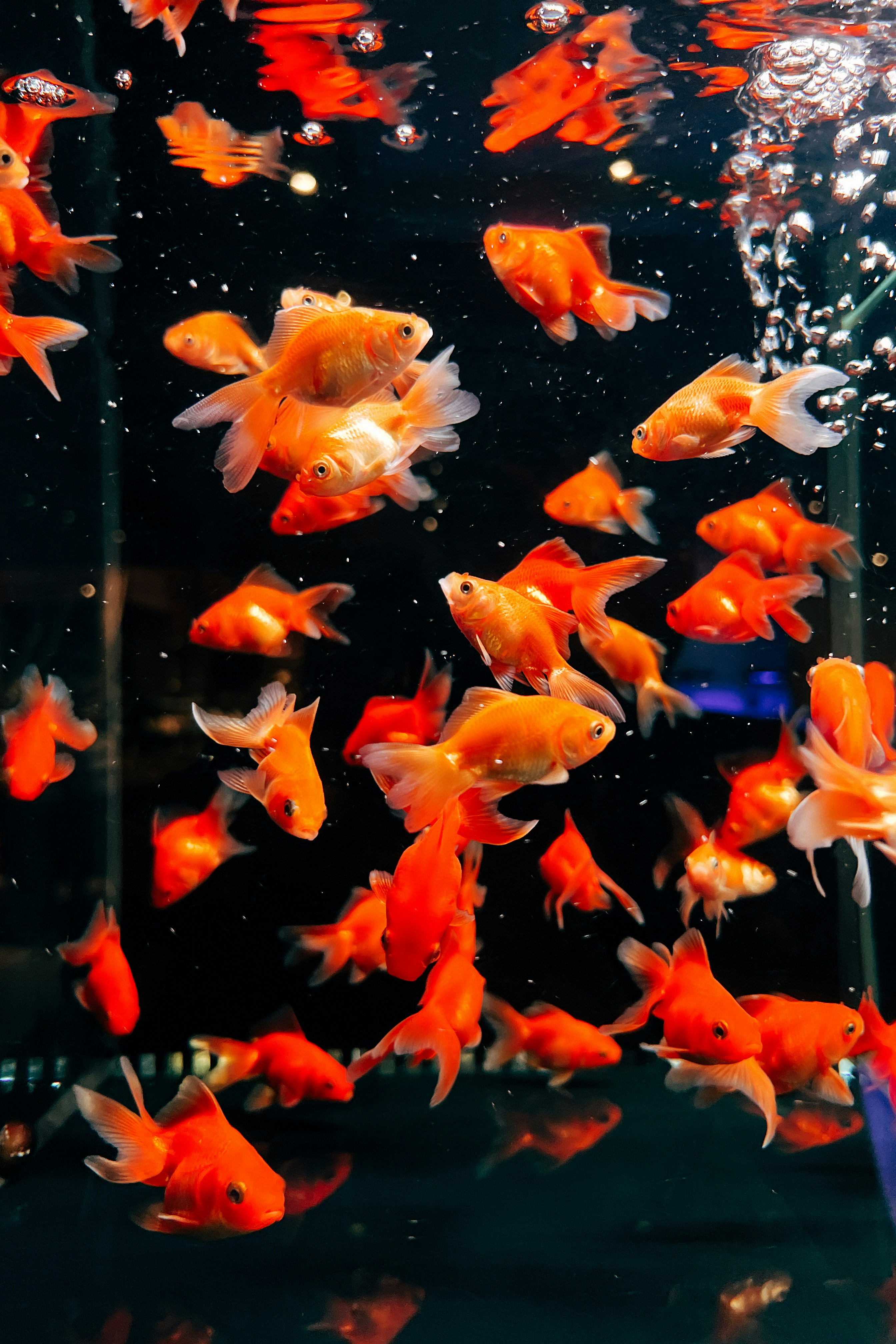 A group of goldfish swimming in an aquarium photo – Free Animal Image ...