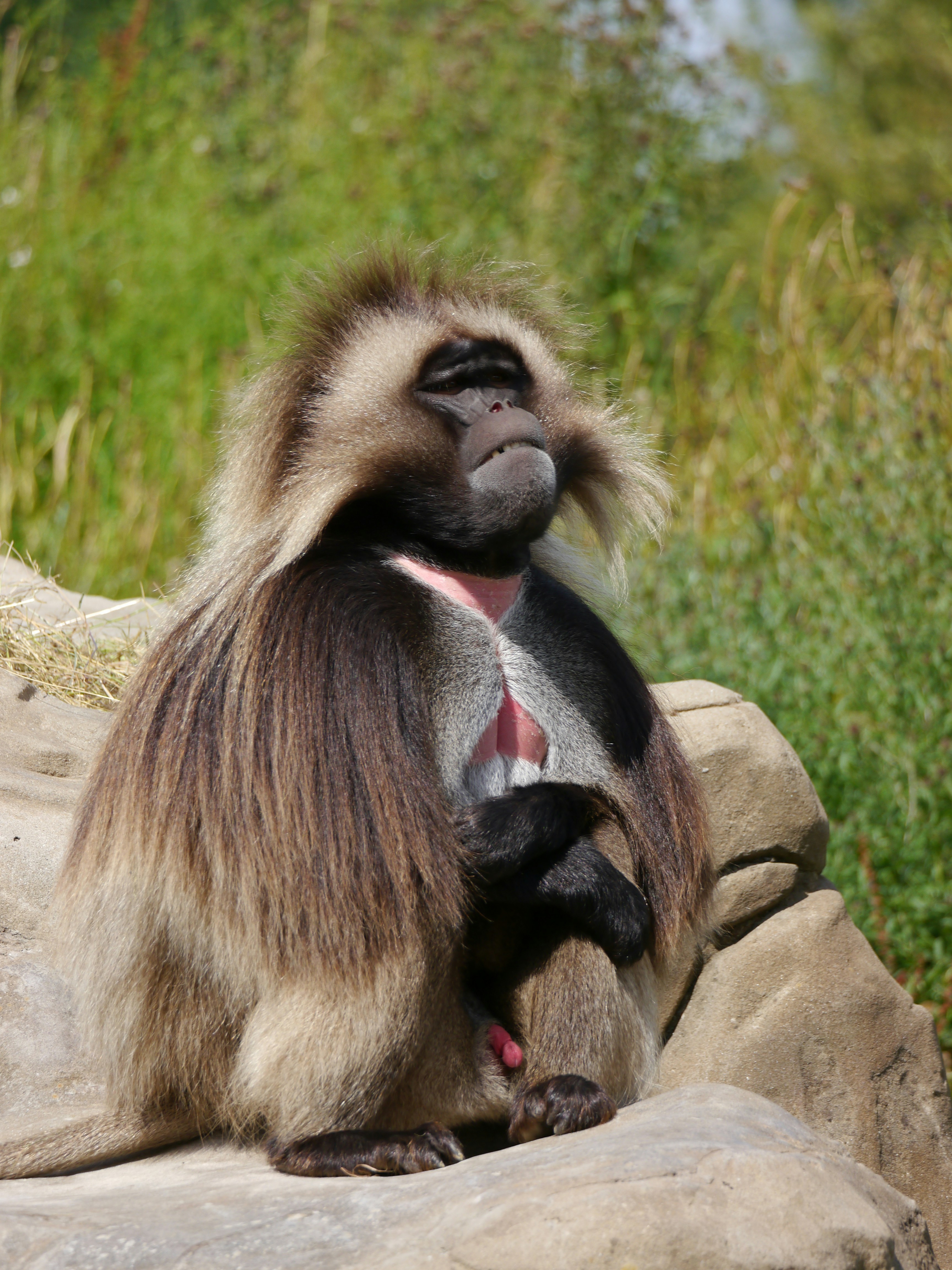 Portrait of a Gentle Silver-Back: A Primate Serenely Perched on Stone