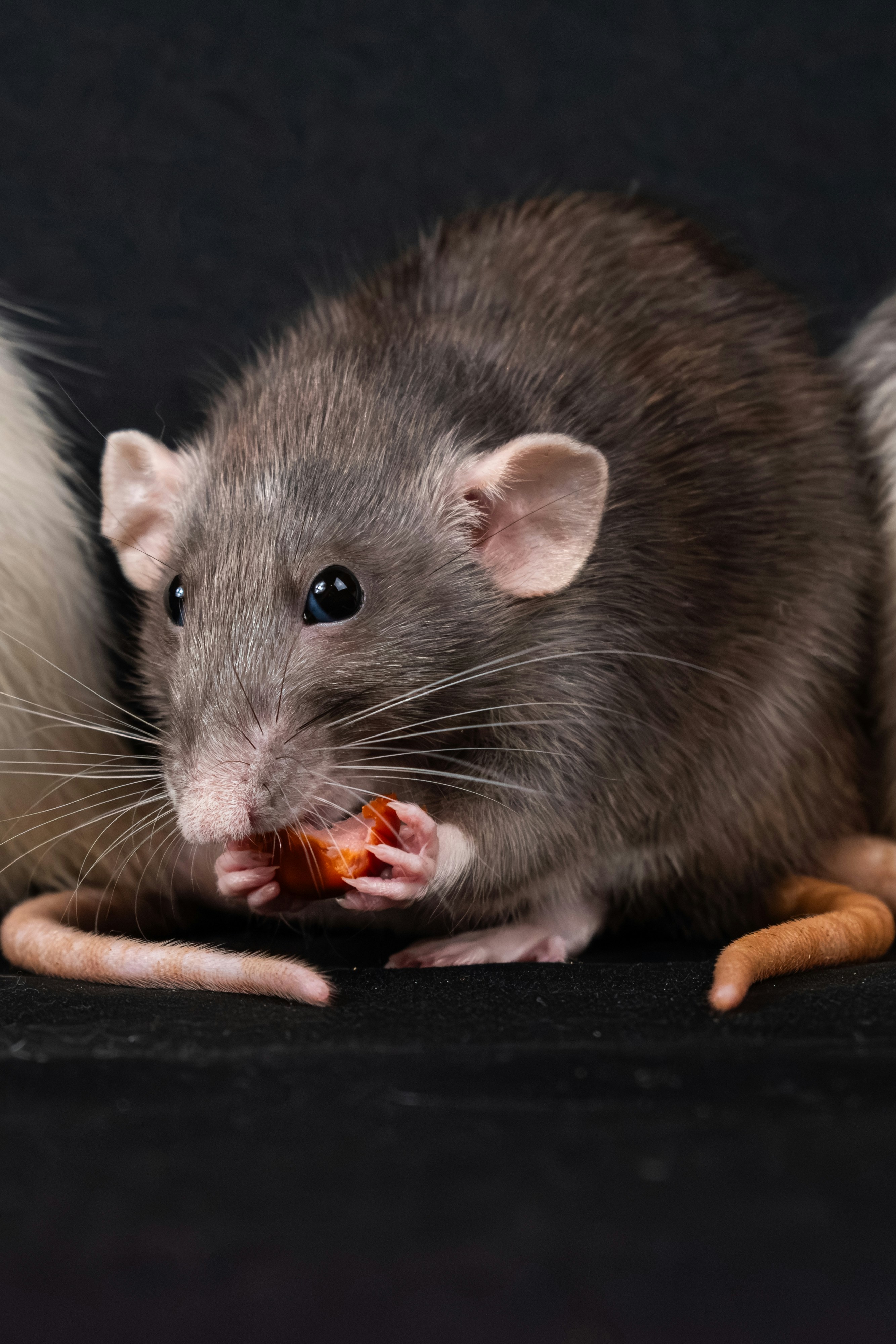 A group of three rat eating food on top of a table photo – Free Animal ...
