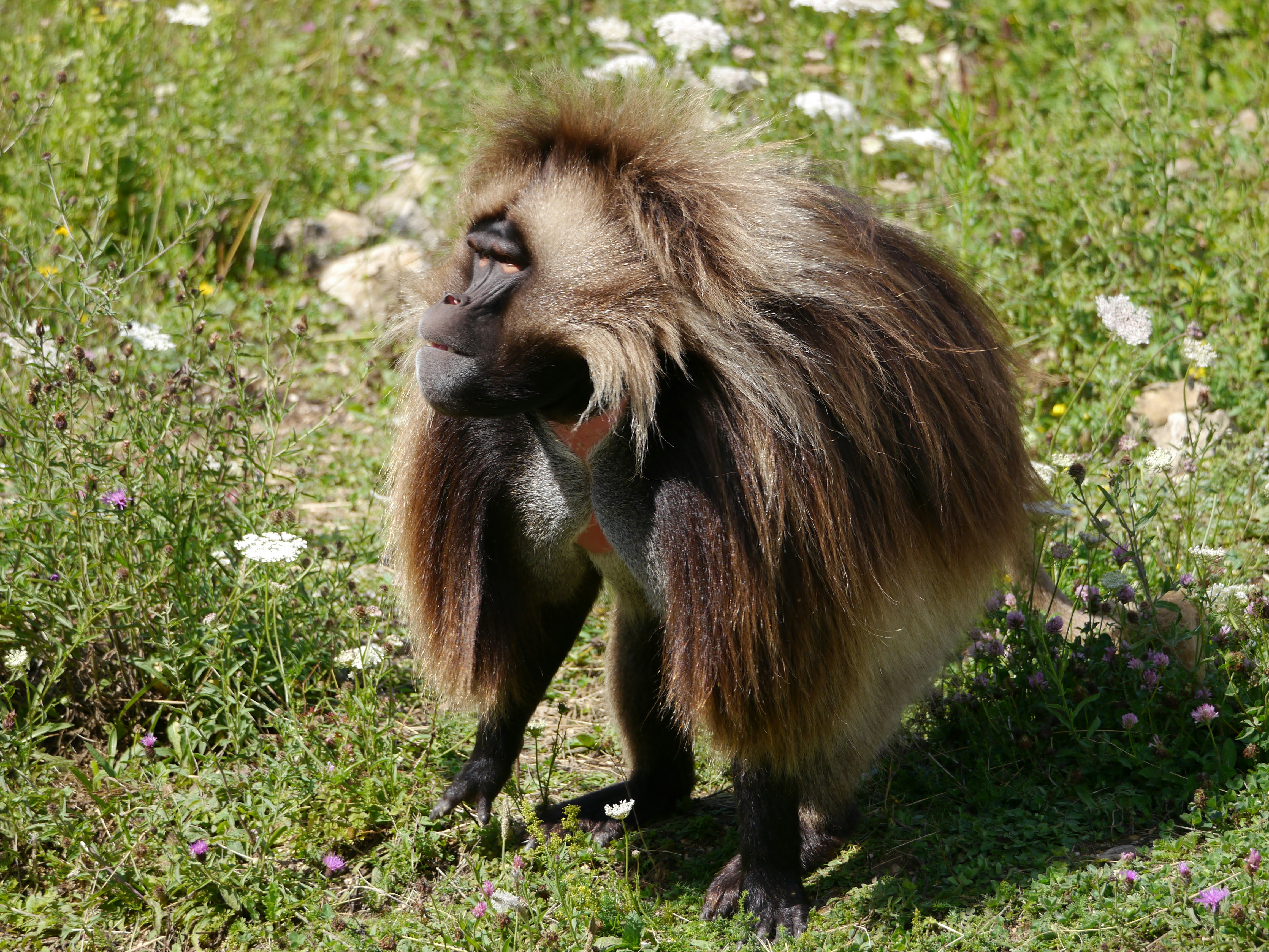 Gelada Baboon in a Wildflower Meadow: Morning Mane in Focus